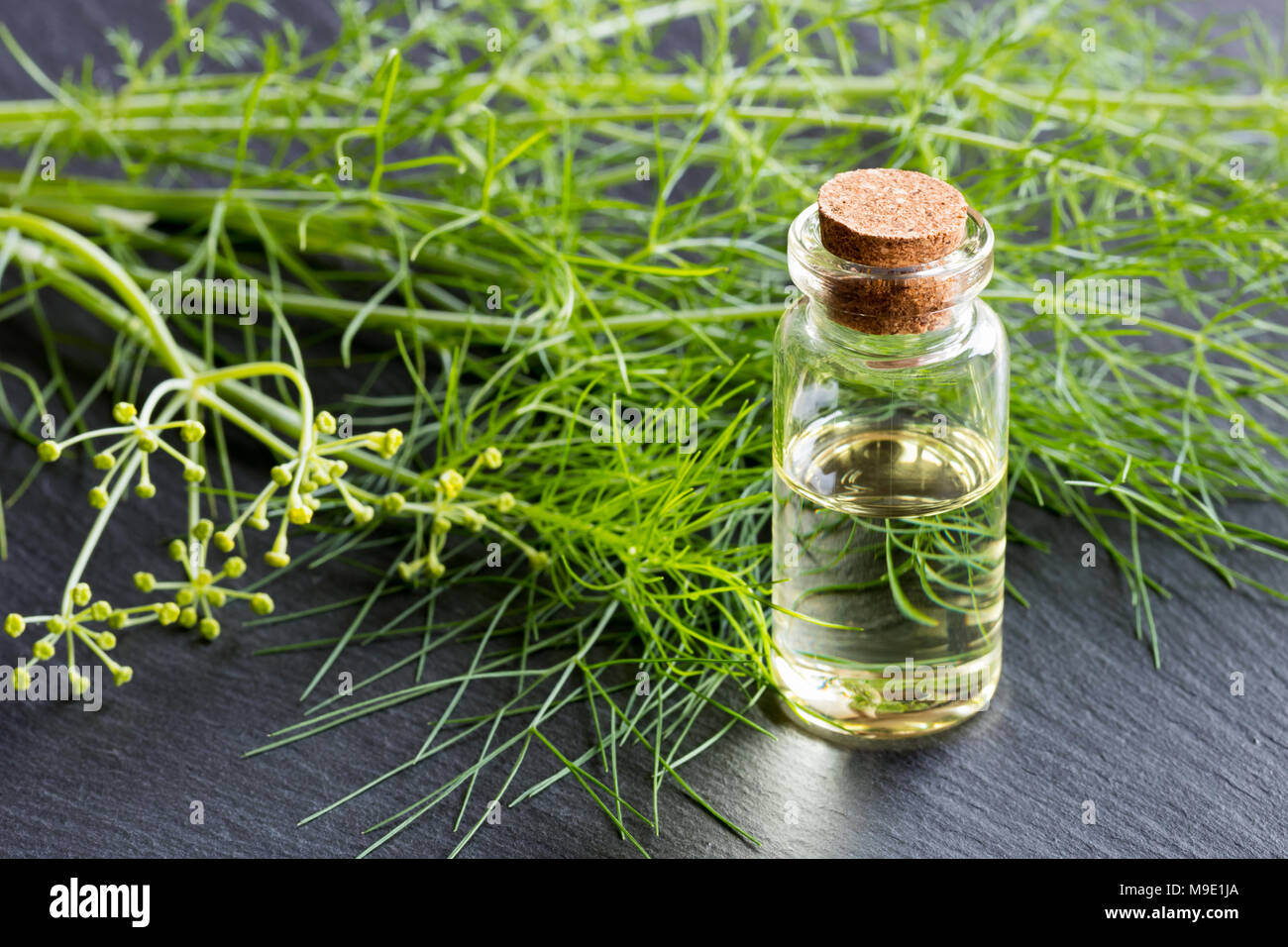 Fennel tops hi-res stock photography and images - Alamy