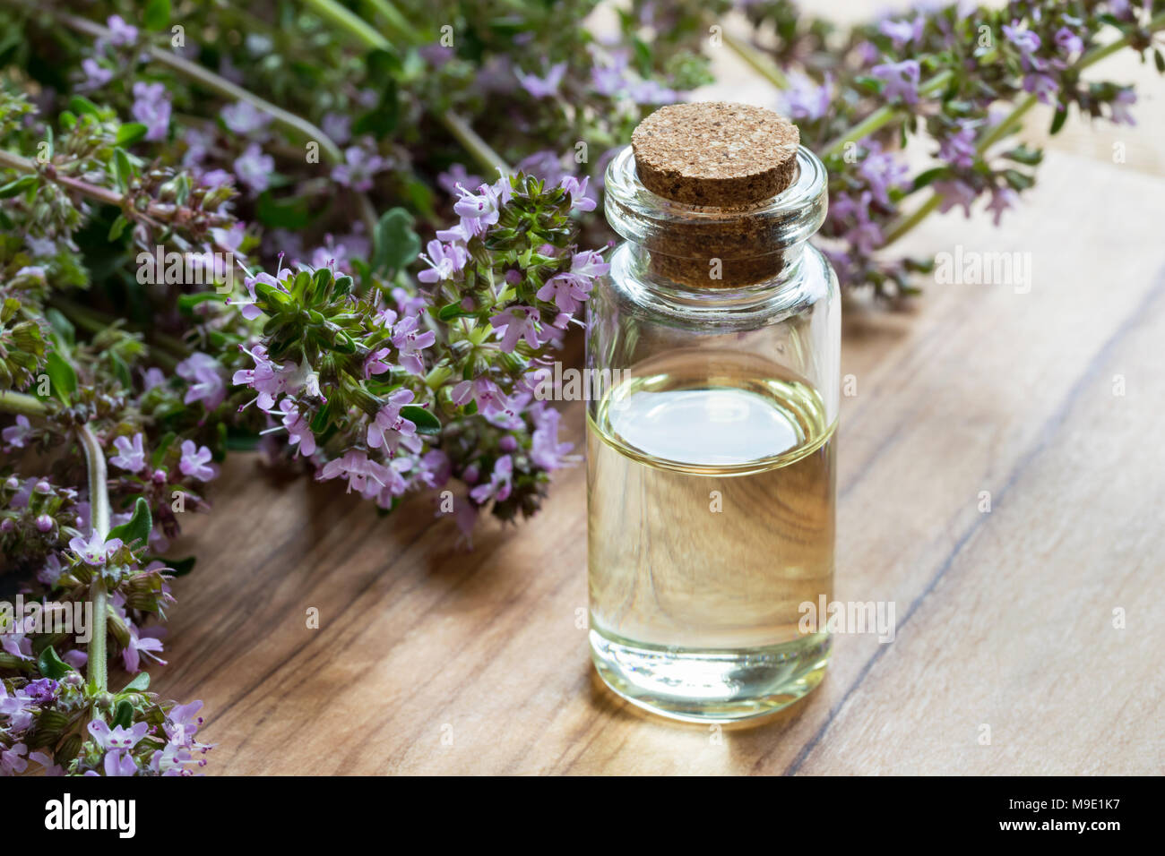 A bottle of thymus serpyllum (creeping thyme) essential oil with fresh ... A bottle of thymus serpyllum (creeping thyme) essential oil with fresh ...