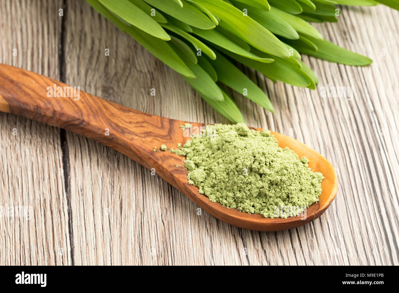 Green barley grass powder on a spoon with fresh young barley grass ...