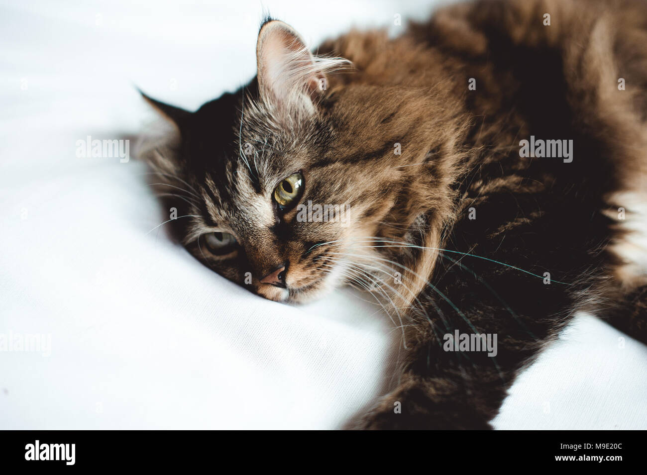 Grey tabby cat white chest hi-res stock photography and images - Alamy