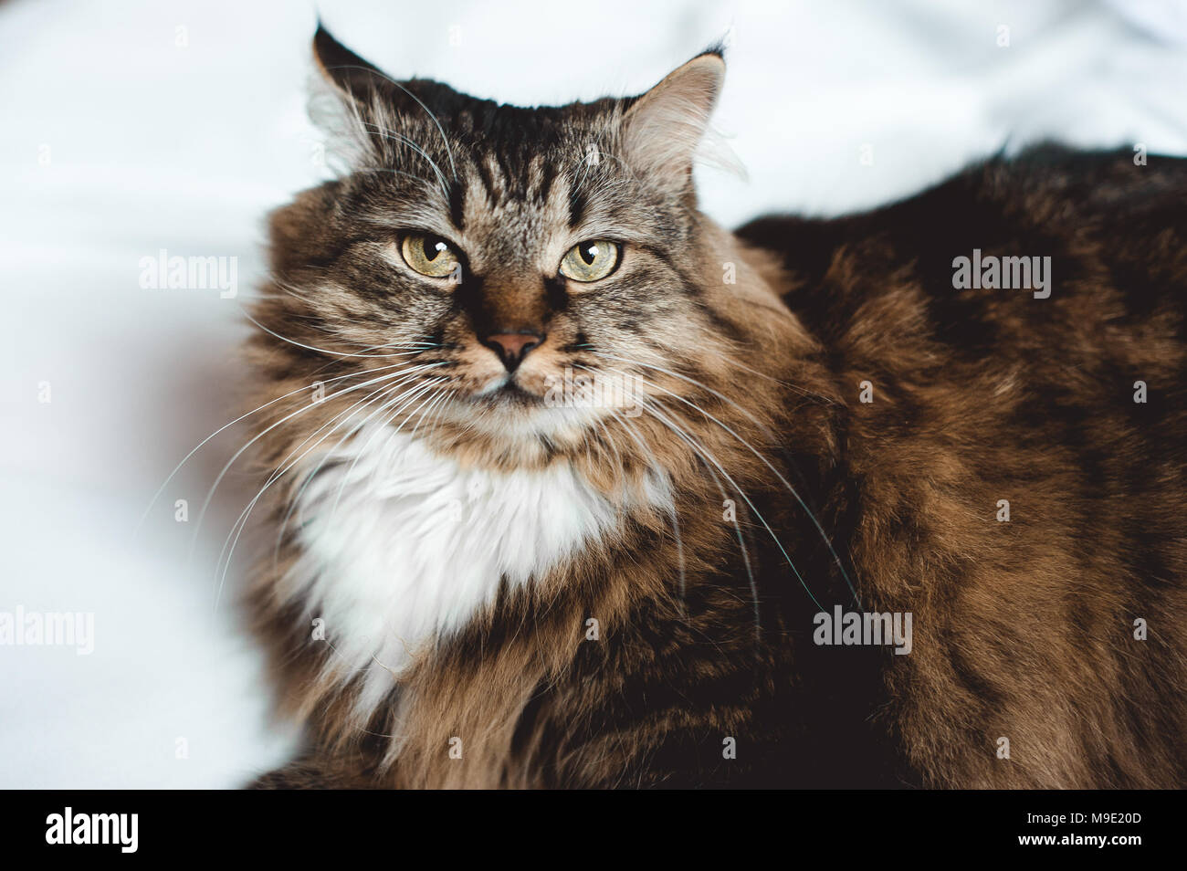 Gray kitten cat with stripped fur chest Stock Photo - Alamy