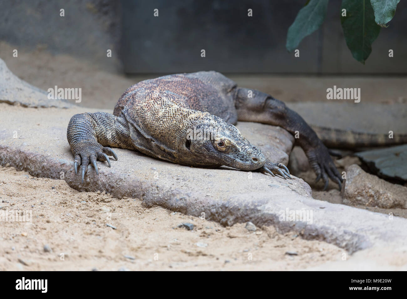 Indonesian giant lizards - the largest lizards in the world Stock Photo ...