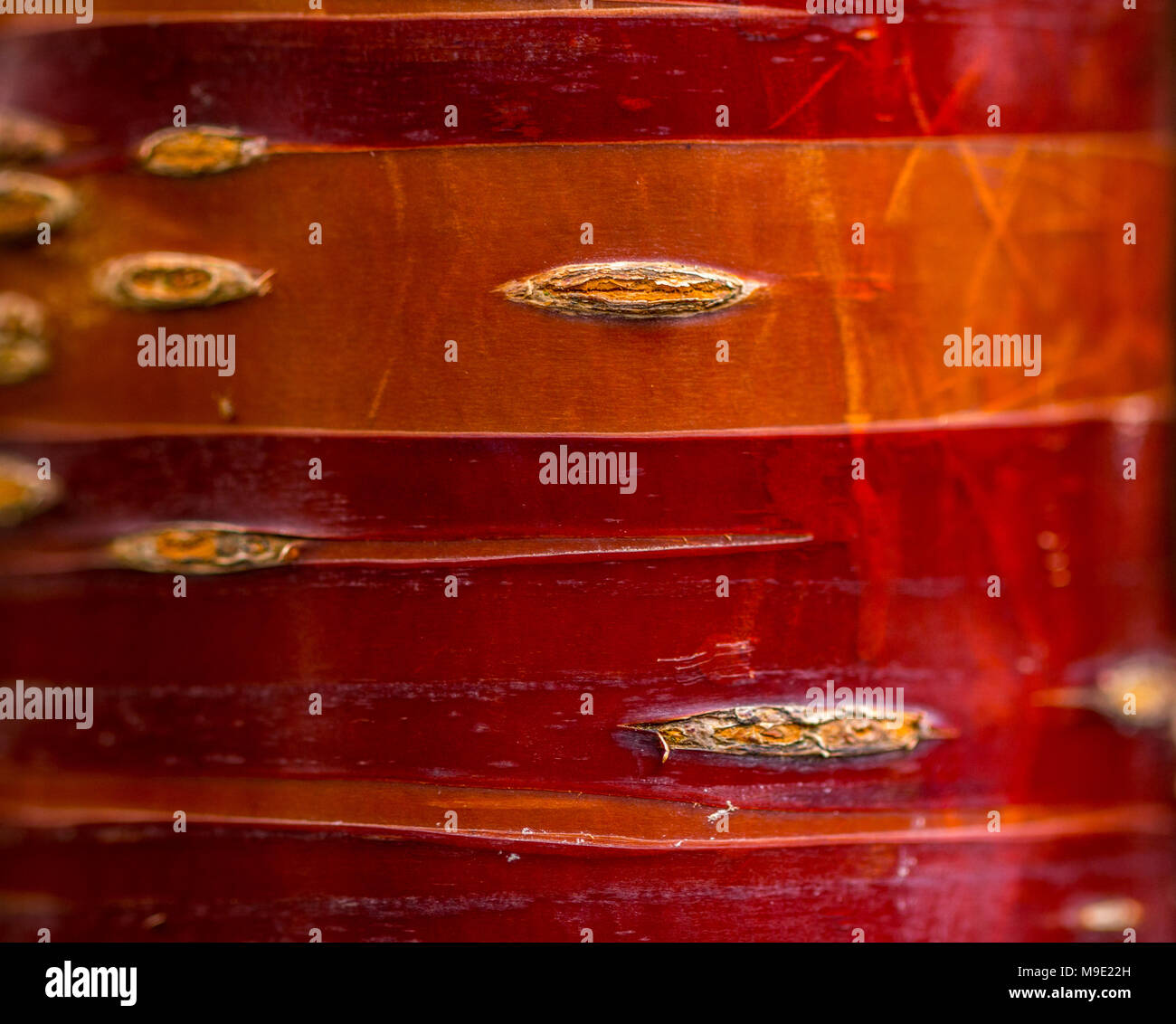 Prunus Serrula Tree Bark Stock Photos & Prunus Serrula Tree Bark Stock ...