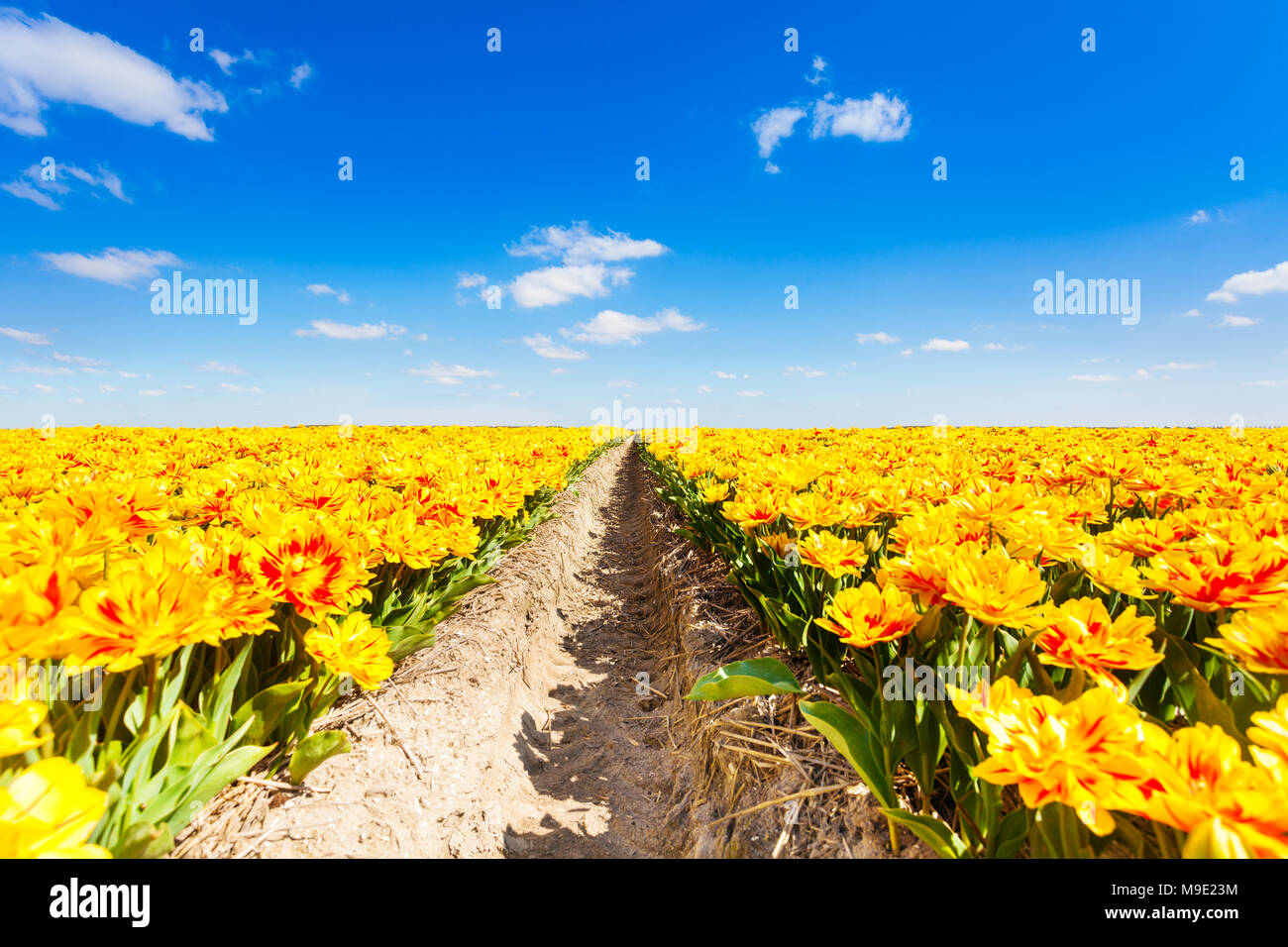 Beautiful yellow flowers field with sky horizon Stock Photo - Alamy