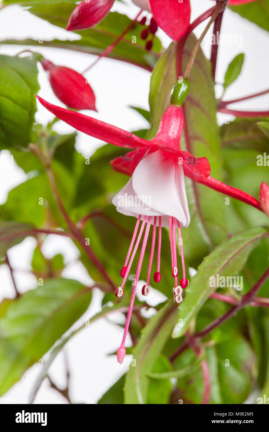 'Ernie' Fuchsia, Fuchsia (Fuchsia hybrida Stock Photo - Alamy