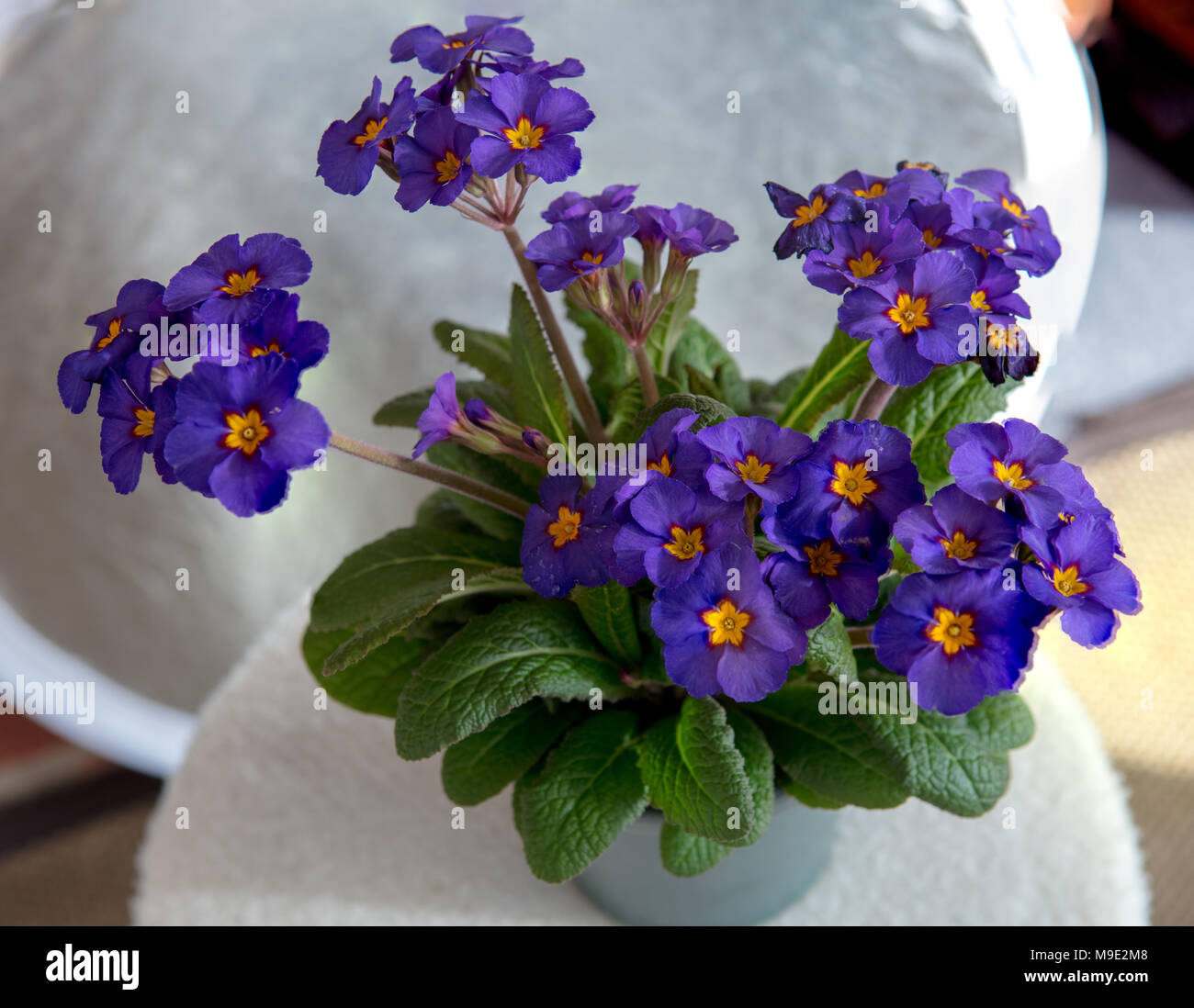 'Gold nugget' Snow-white primrose, Vit snöviva (Primula chionantha ...