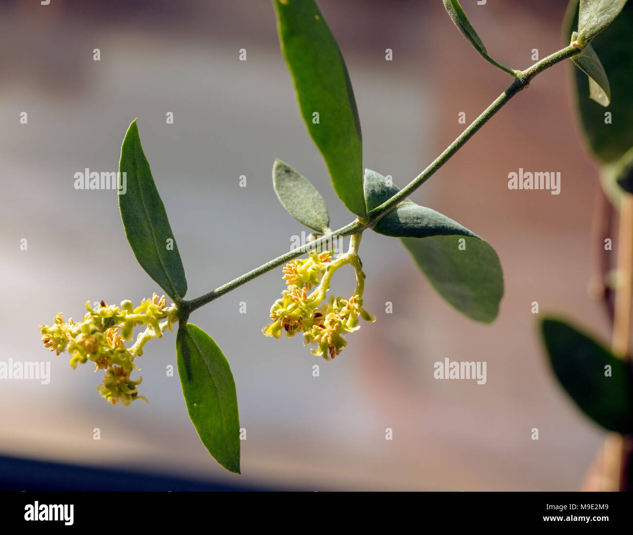 Jojoba plant hi-res stock photography and images - Alamy