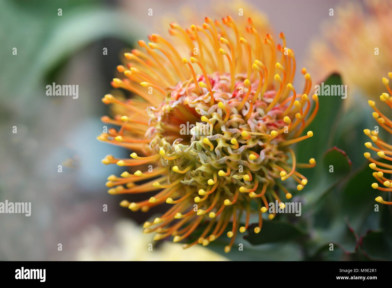 Protea flower close up horizontally. Macro. Protea. Proteaceae Family ...