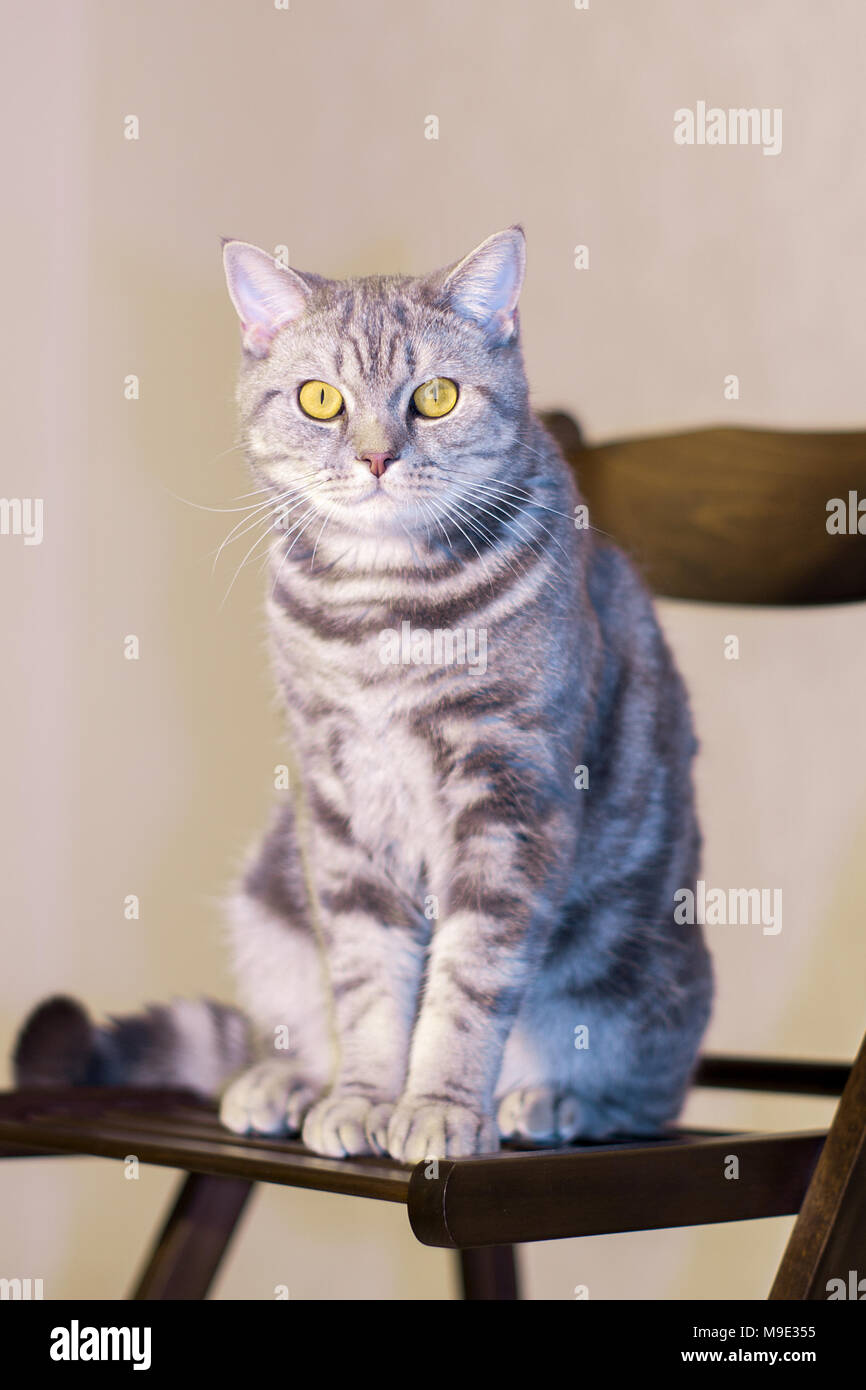 Cute domestic grey cat sitting on a brown chair Stock Photo - Alamy