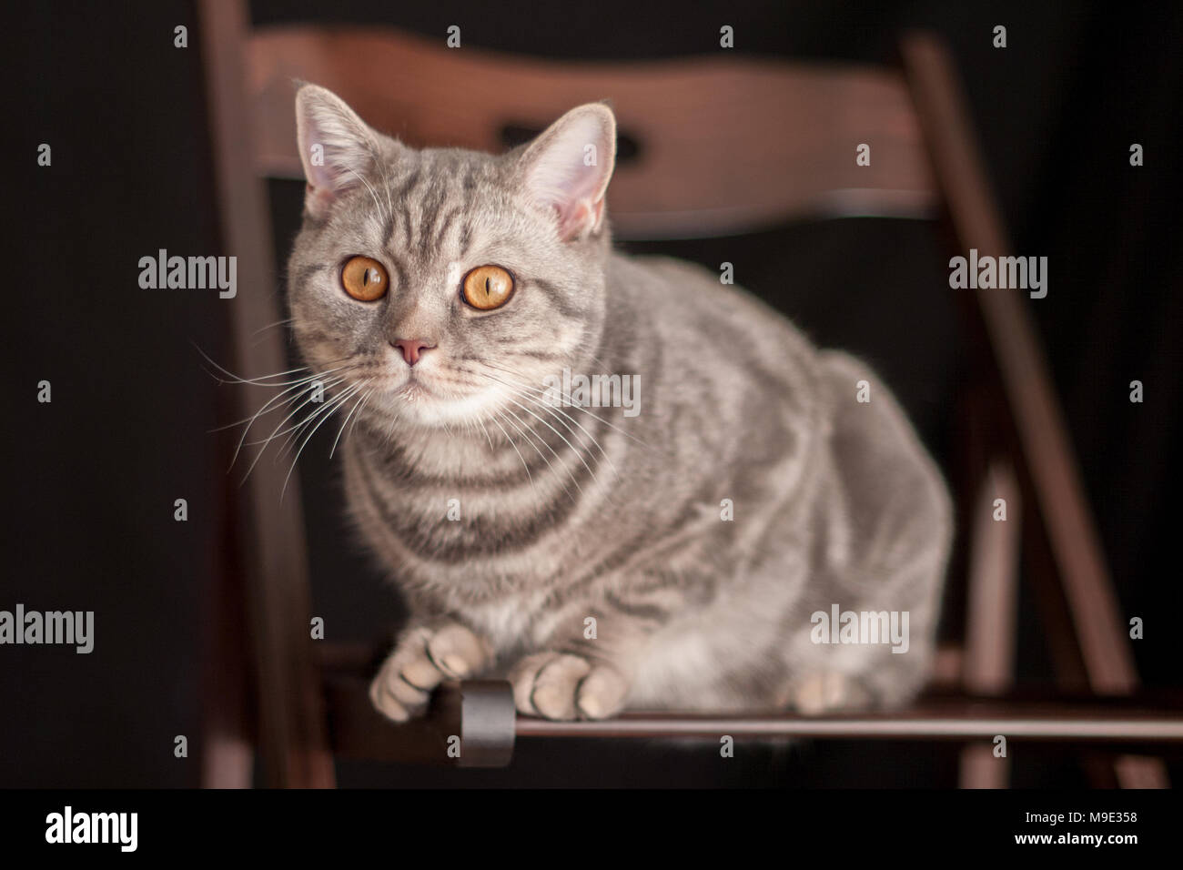 Cute domestic grey cat sitting on a brown chair Stock Photo - Alamy