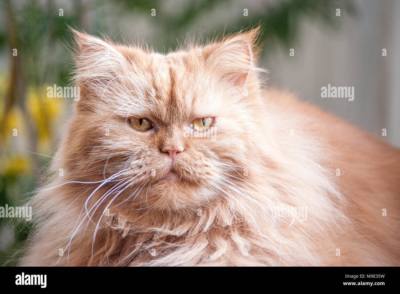 Serious big ginger fluffy cat lying in the room Stock Photo - Alamy