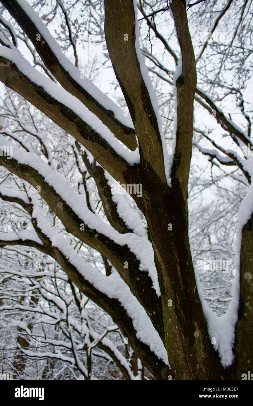 Winter tree branches Stock Photo - Alamy