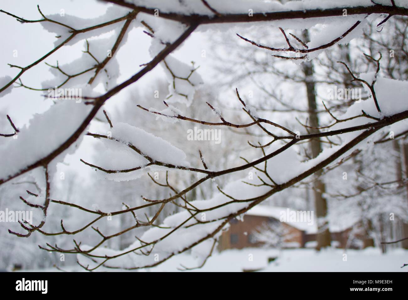 Winter tree branches Stock Photo - Alamy