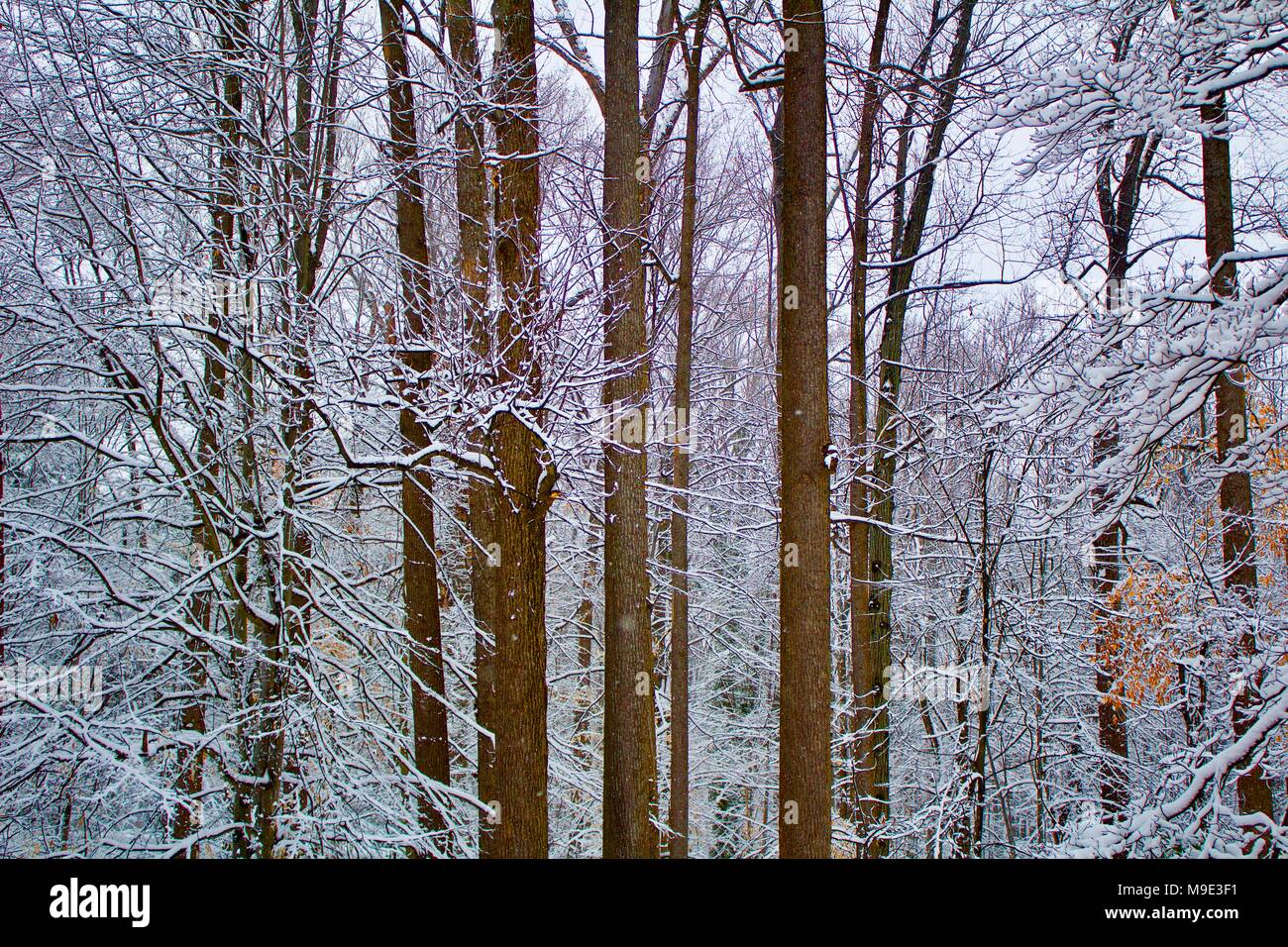 Winter tree branches Stock Photo - Alamy