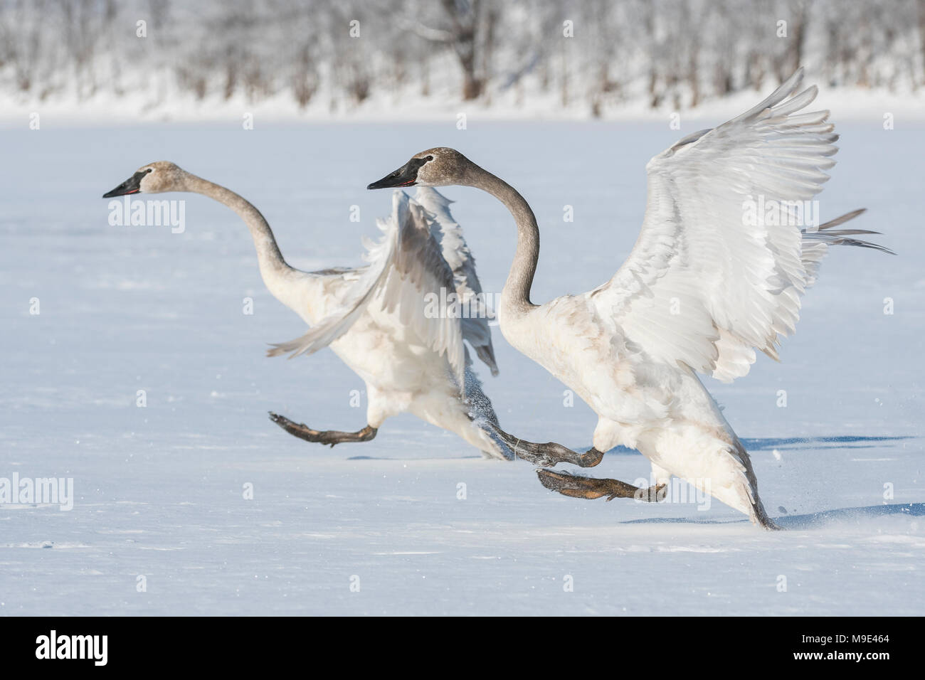 Immature trumpeter swans hi-res stock photography and images - Alamy