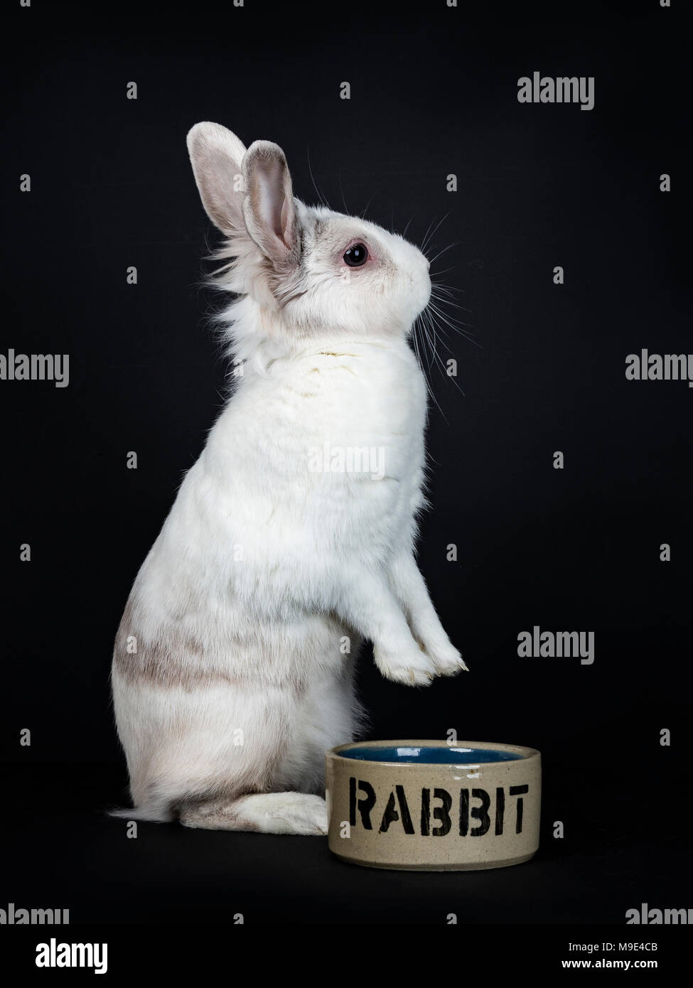 White with grey rabbit sitting side ways on back paws with keramic bowl ...