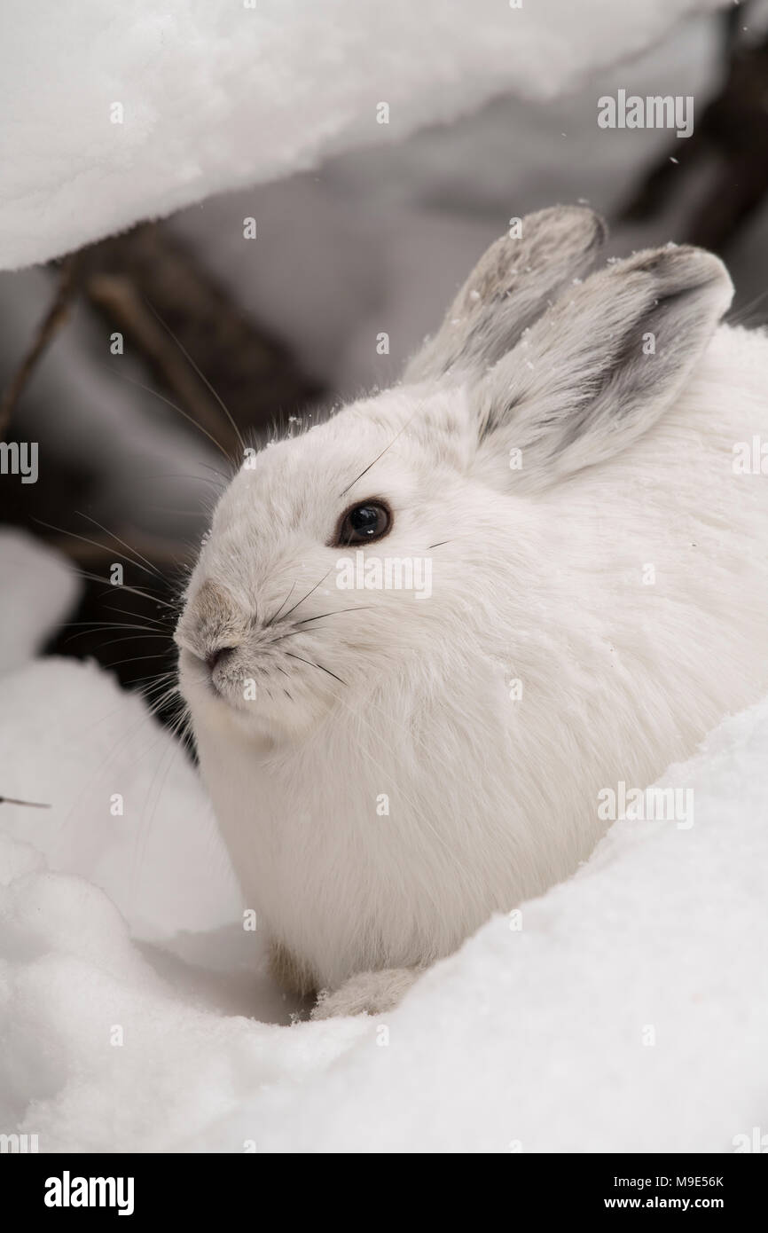 Snowshoe hare in winter camouflage hi-res stock photography and images ...