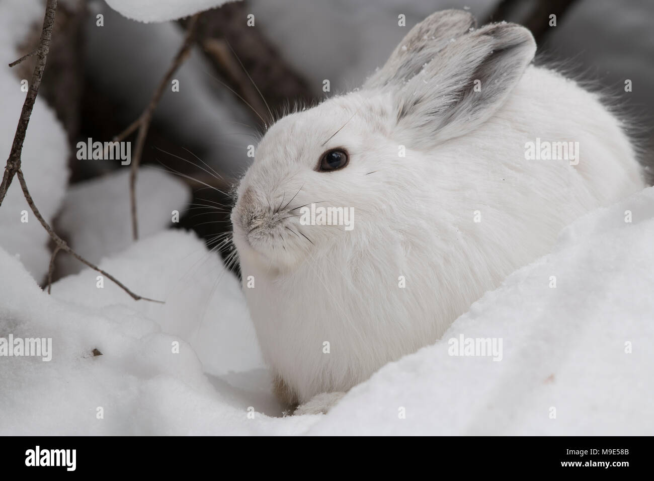 Snowshoe hare in winter camouflage hi-res stock photography and images ...