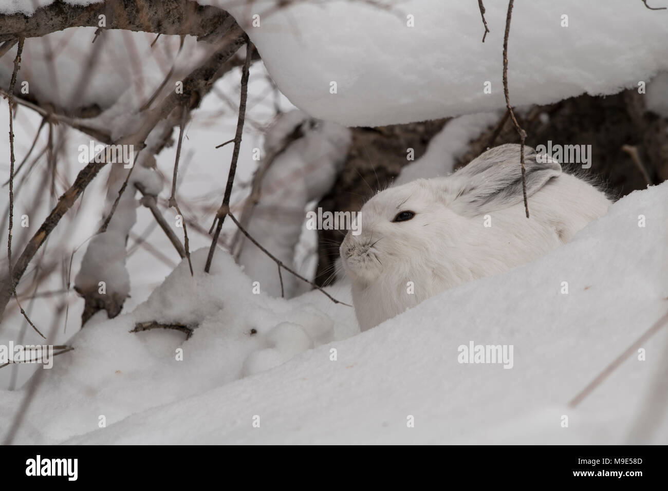 Utah snowshoe hare hi-res stock photography and images - Alamy