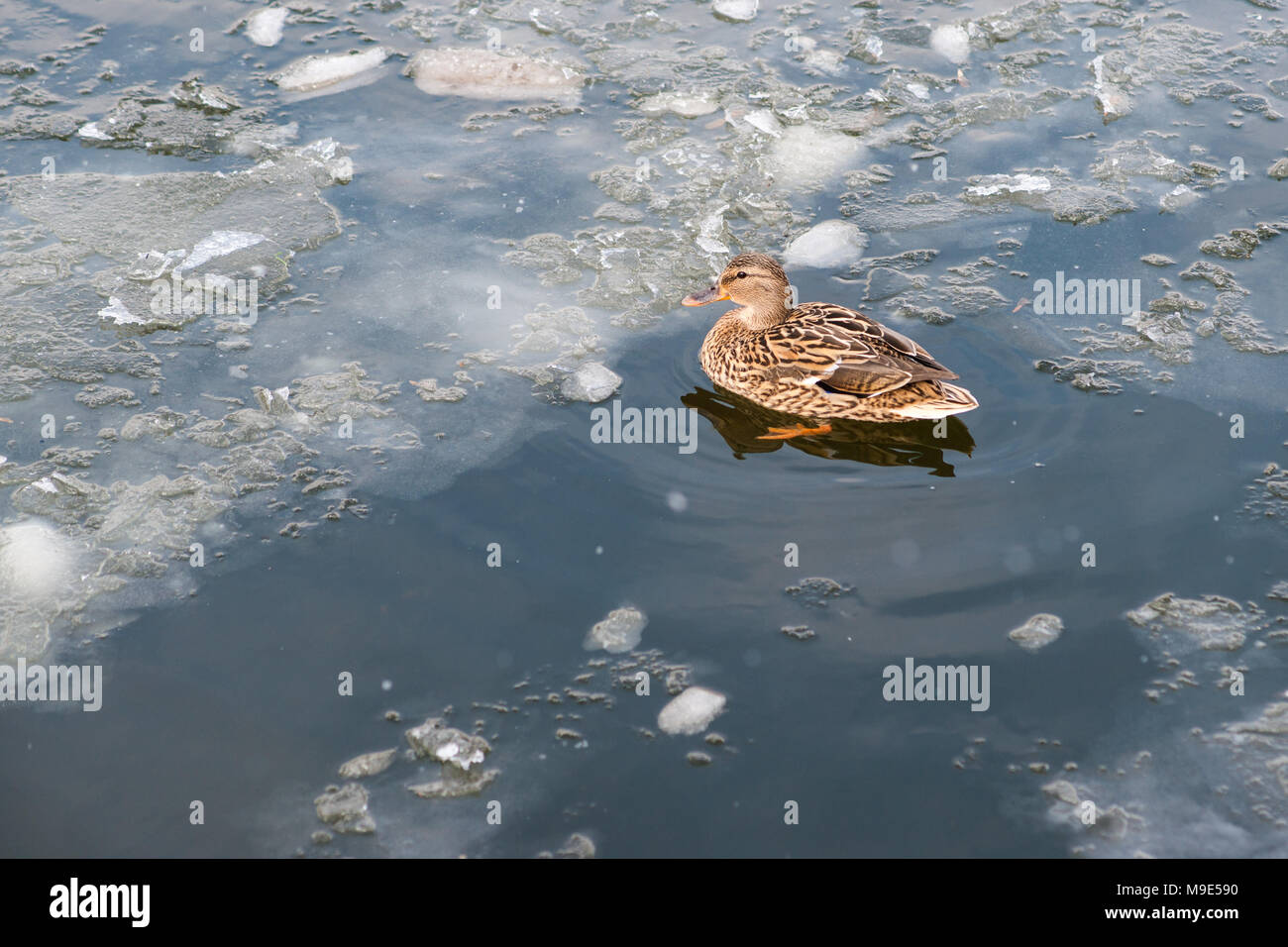 Cool duck hi-res stock photography and images - Alamy