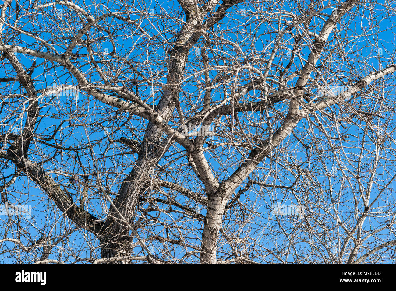 Branches of an aspen tree against the background of clear blue sky ...