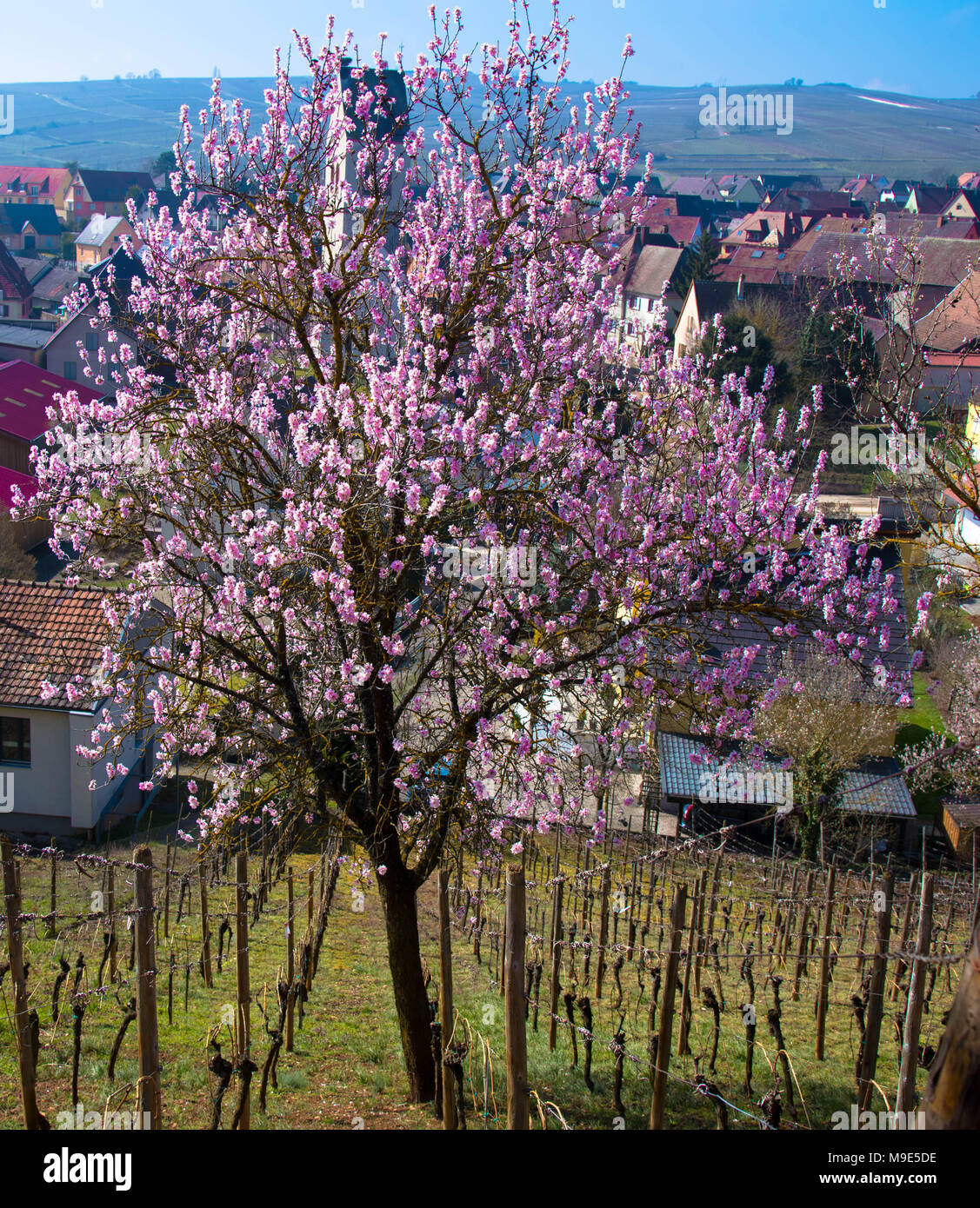 Almond trees hi-res stock photography and images - Alamy
