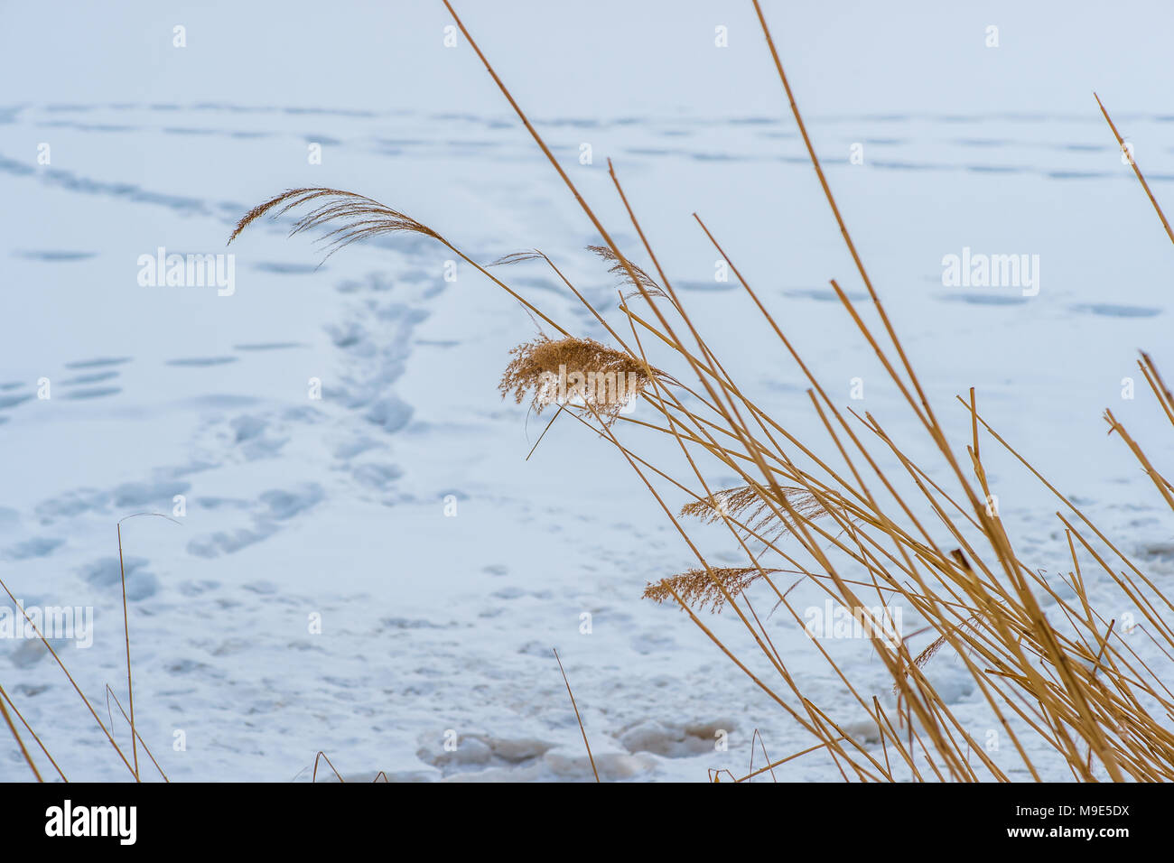 Reed ground hi-res stock photography and images - Alamy