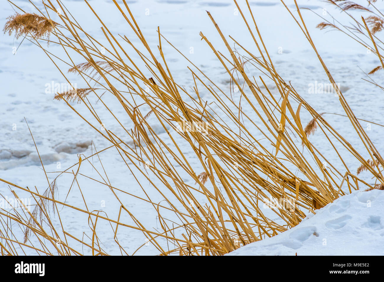 Reed covered lake hi-res stock photography and images - Alamy