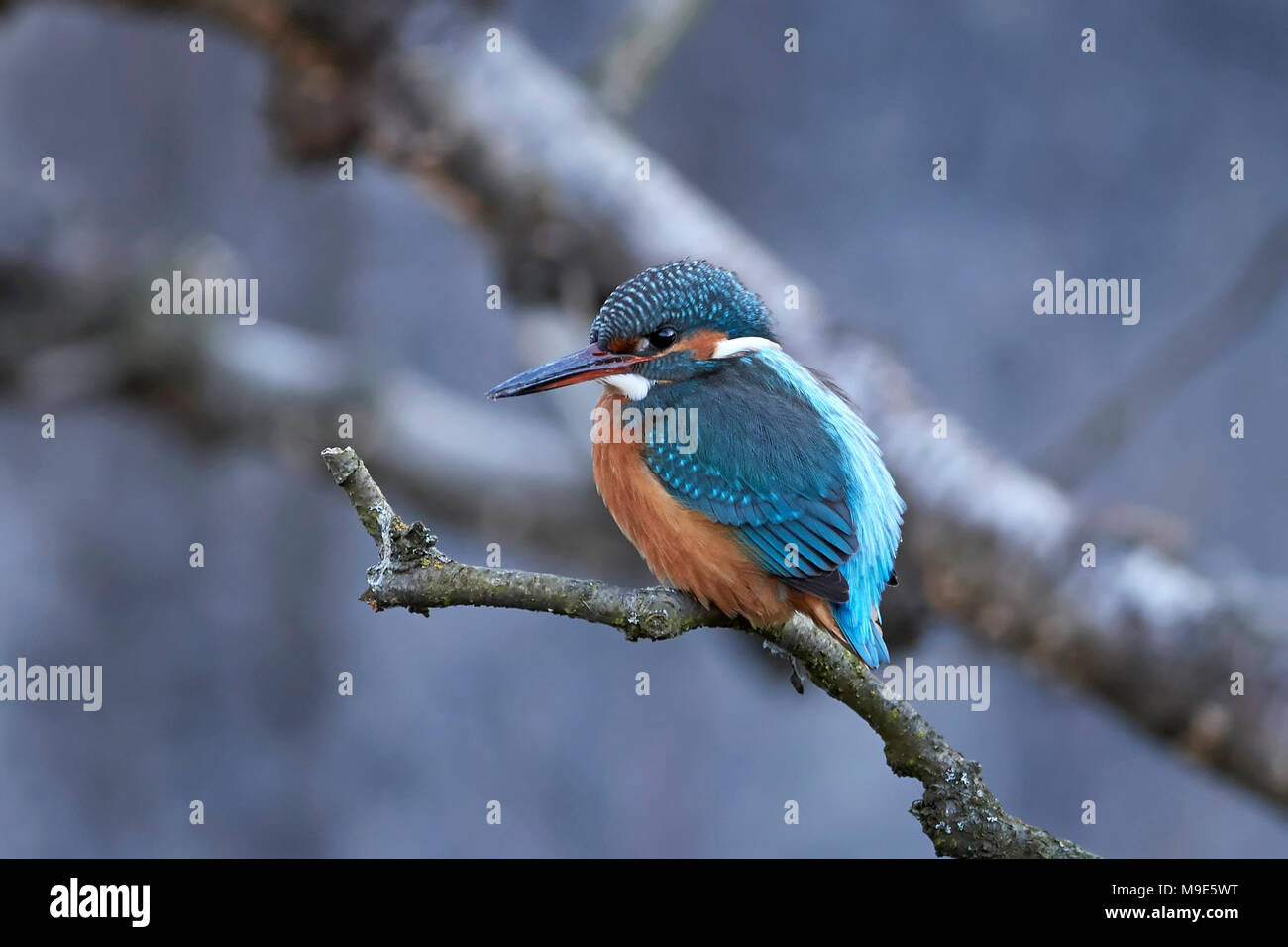 Common kingfisher in its natural habitat in Denmark Stock Photo - Alamy