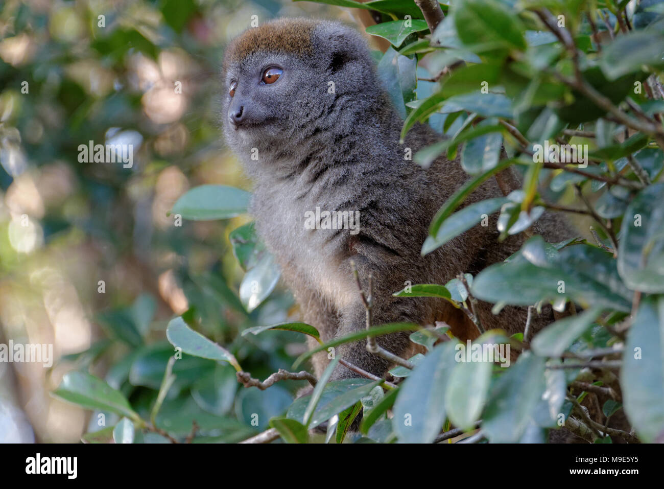 Grey Bamboo Lemur (Hapalemur griseus) also known as Eastern Lesser ...