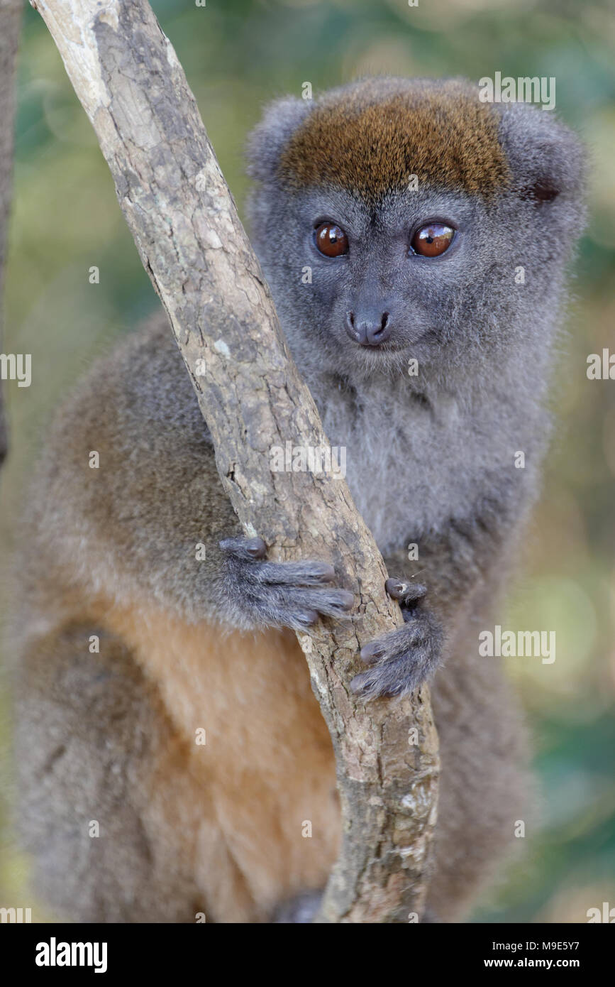 Grey Bamboo Lemur (Hapalemur griseus) also known as Eastern Lesser ...