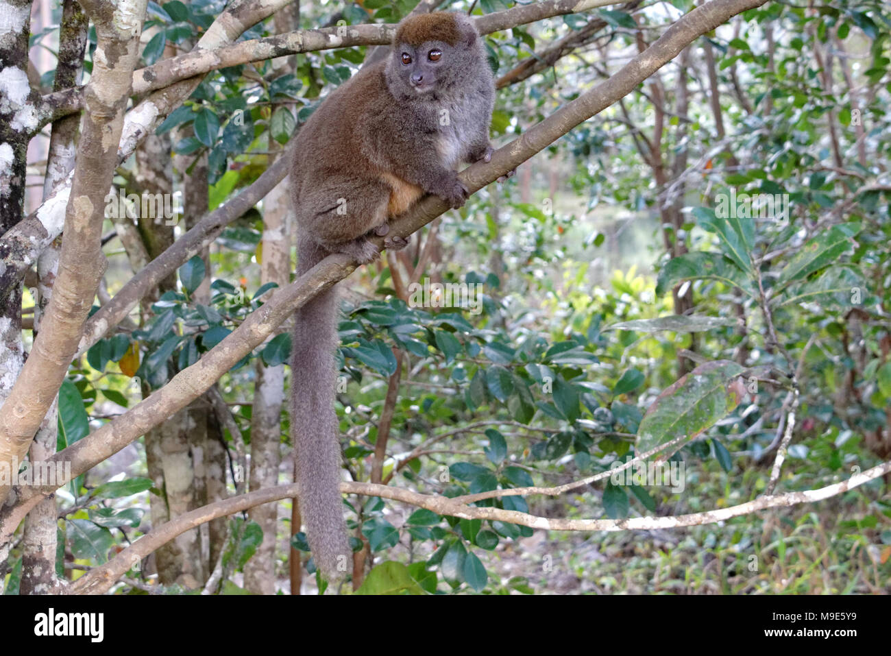Grey Bamboo Lemur (Hapalemur griseus) also known as Eastern Lesser ...
