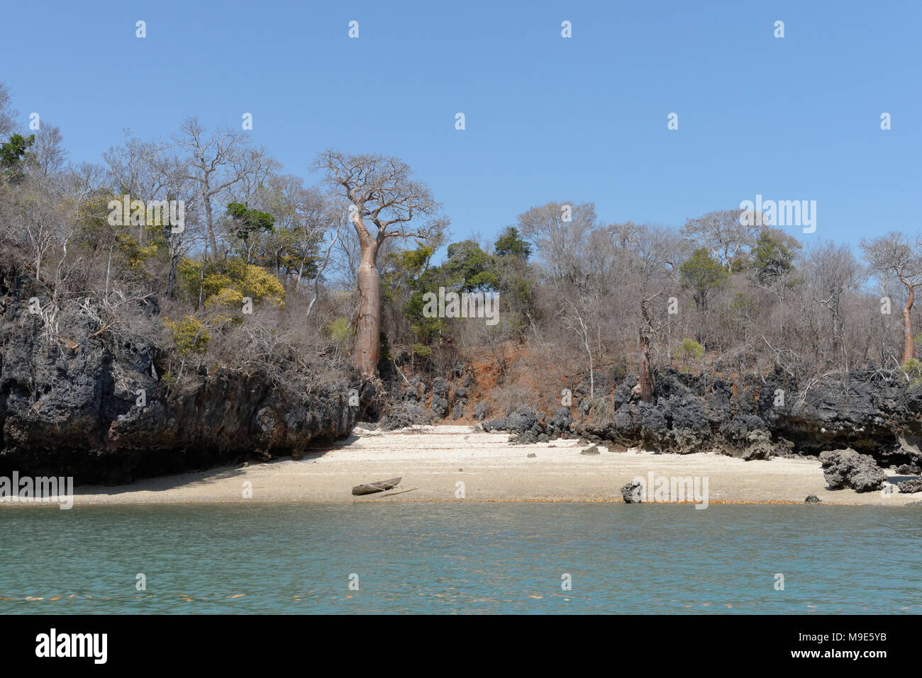 Indian baobab hi-res stock photography and images - Alamy