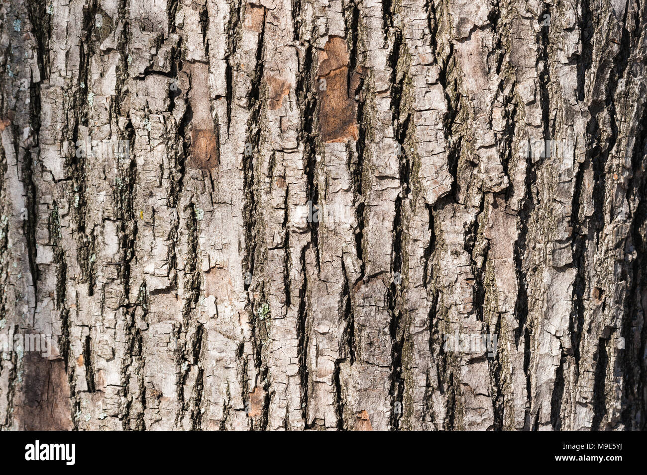 Lime tree bark hi-res stock photography and images - Alamy
