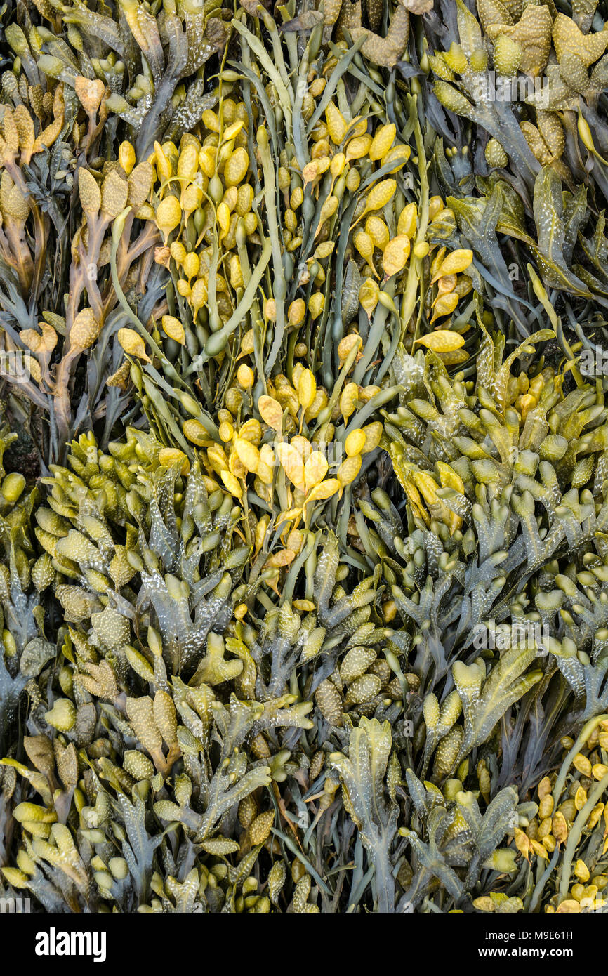 Portrait of seaweed varieties from the Northern-East coast of England ...