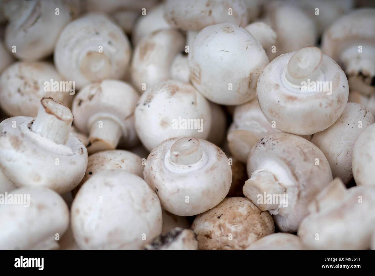 Fresh, delicious organic button mushrooms on a farmers market stall in ...