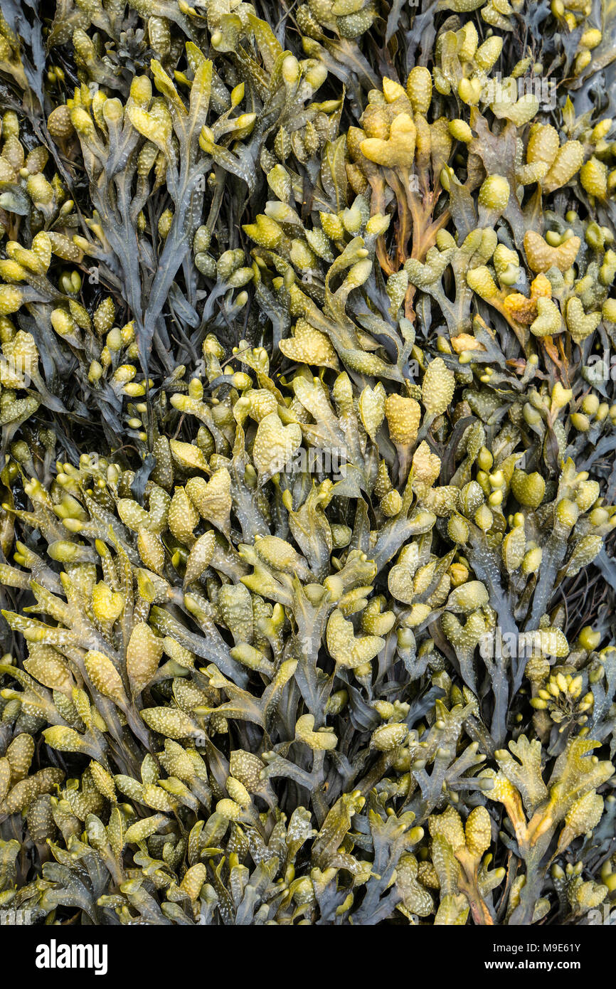 Portrait of seaweed varieties from the Northern-East coast of England ...
