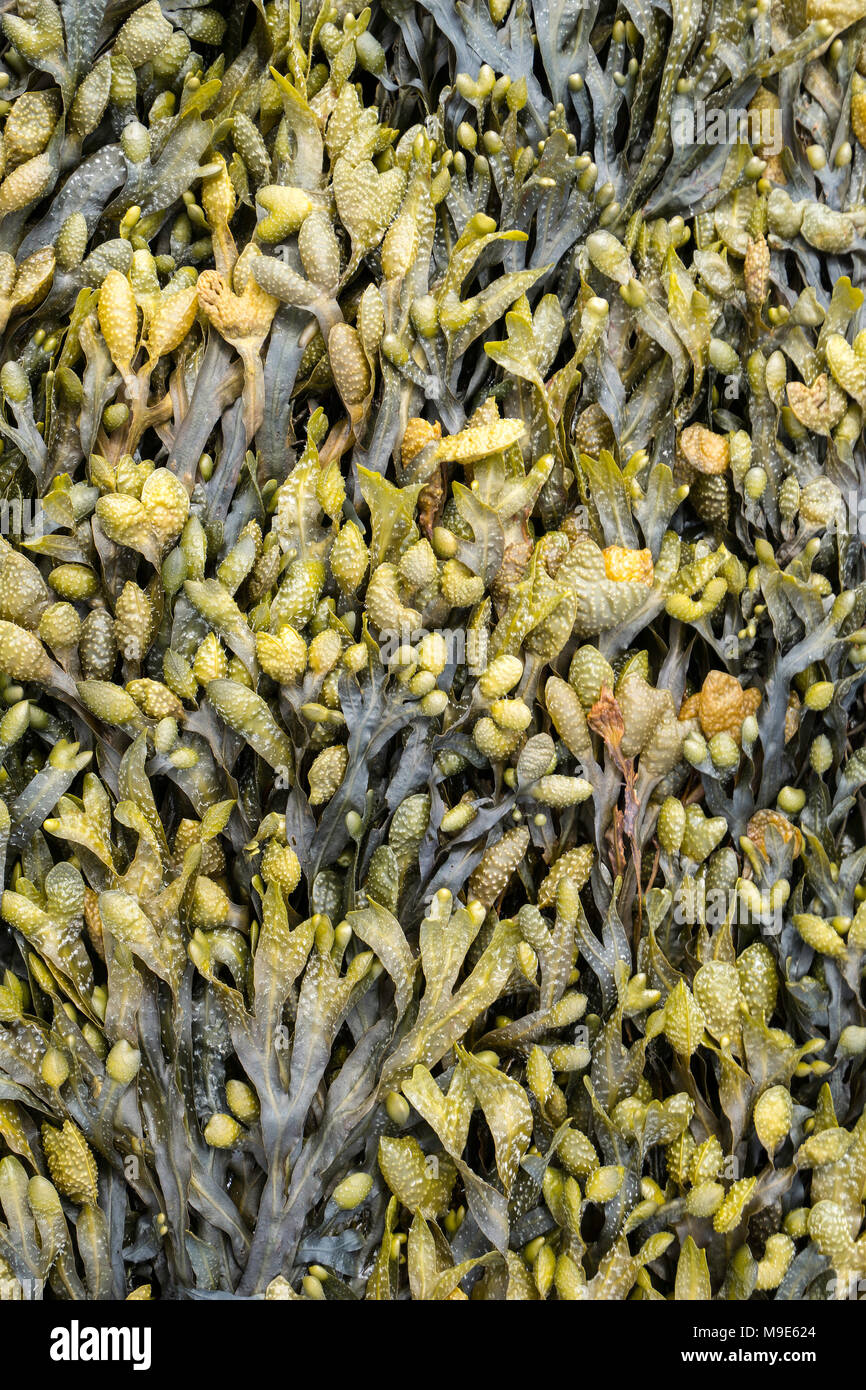 Portrait of seaweed varieties from the Northern-East coast of England ...