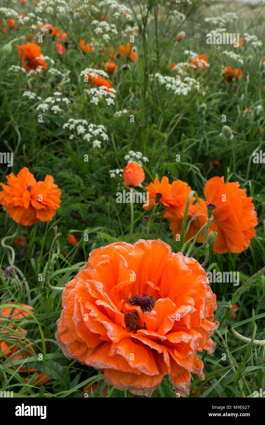 Orange oriental poppies (Papaver orientale) growing wild in sand dunes ...