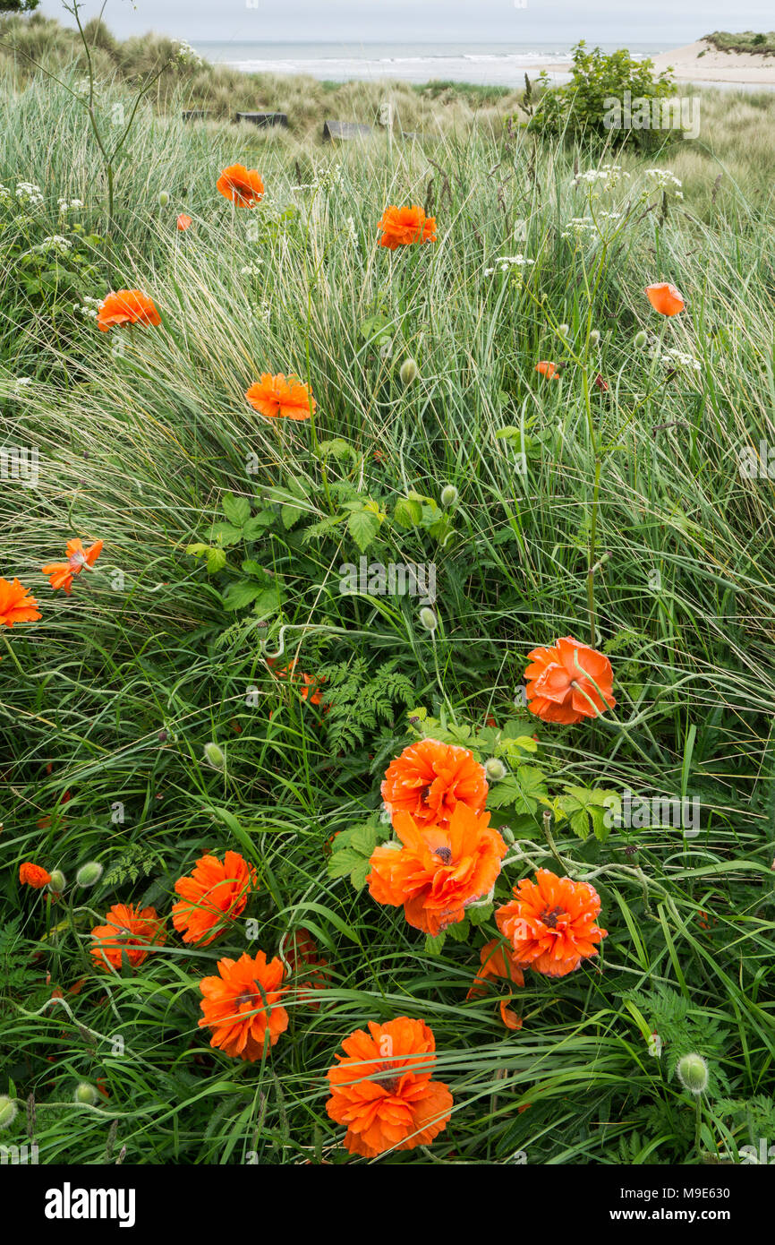 Orange oriental poppies (Papaver orientale) growing wild in sand dunes ...
