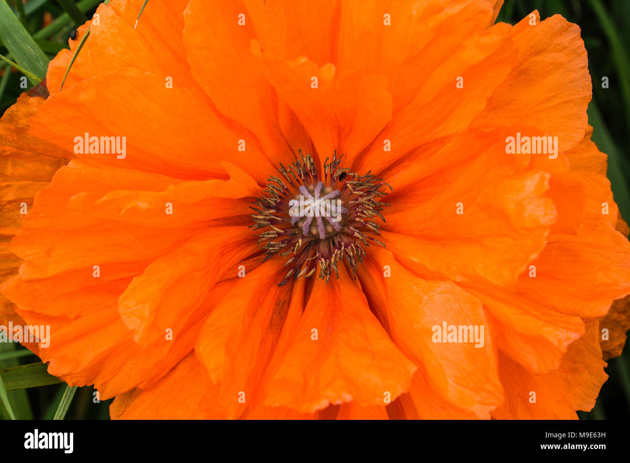 Orange oriental poppy (Papaver orientale) growing wild in sand dunes at ...