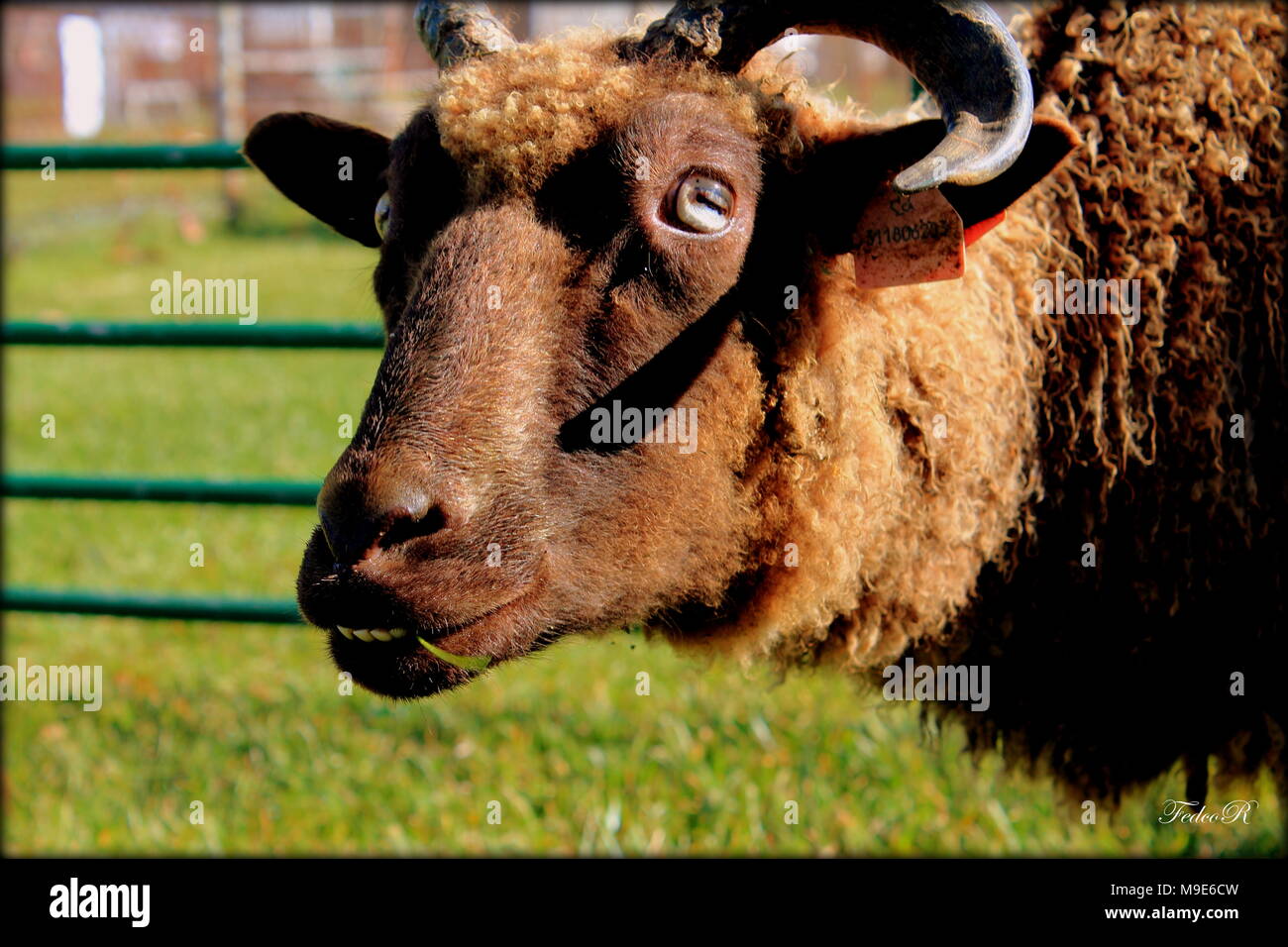 Ram barn hi-res stock photography and images - Alamy