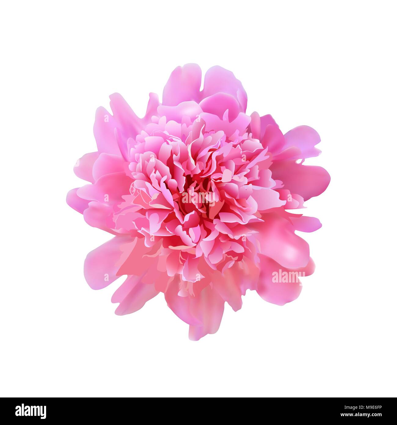 Pink peony flower isolated Stock Vector Images - Alamy