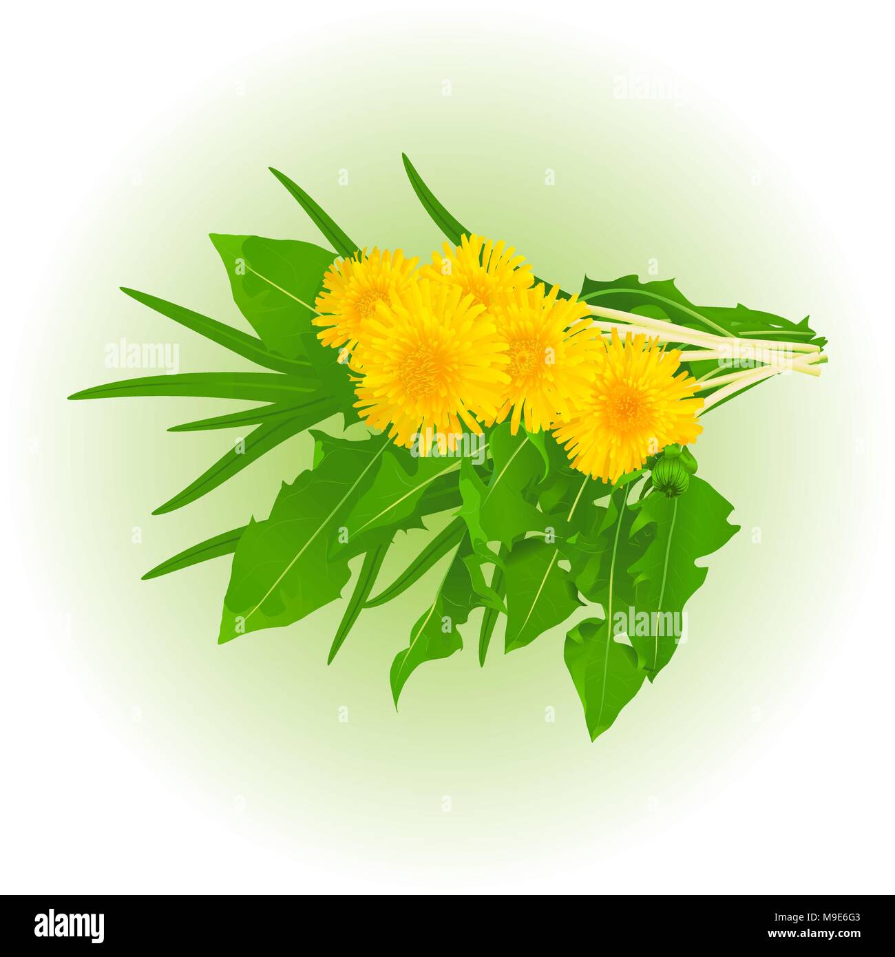 bouquet of realistic dandelion flowers with leaves and grass. Elements ...