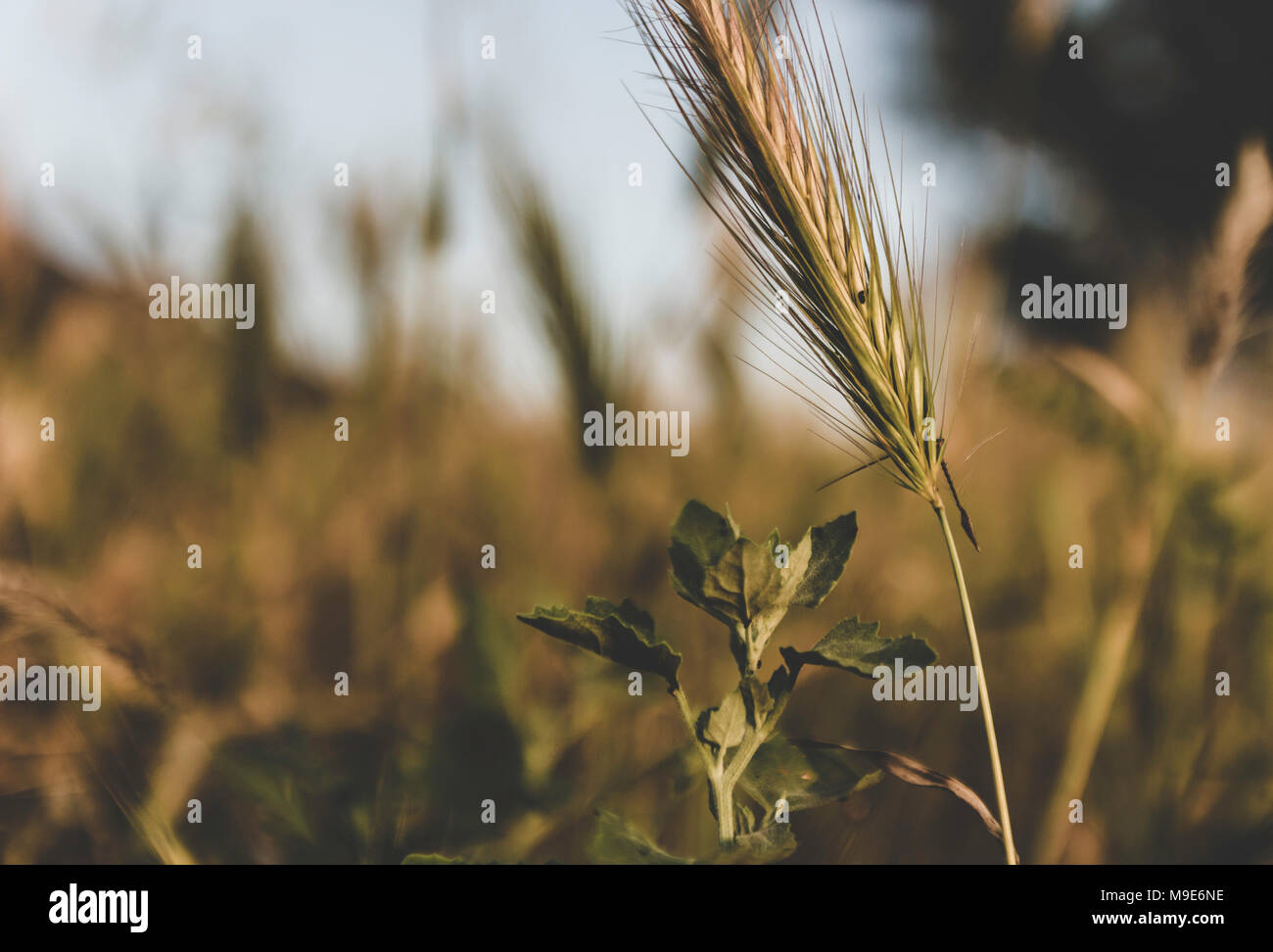 Spike in spring Stock Photo - Alamy