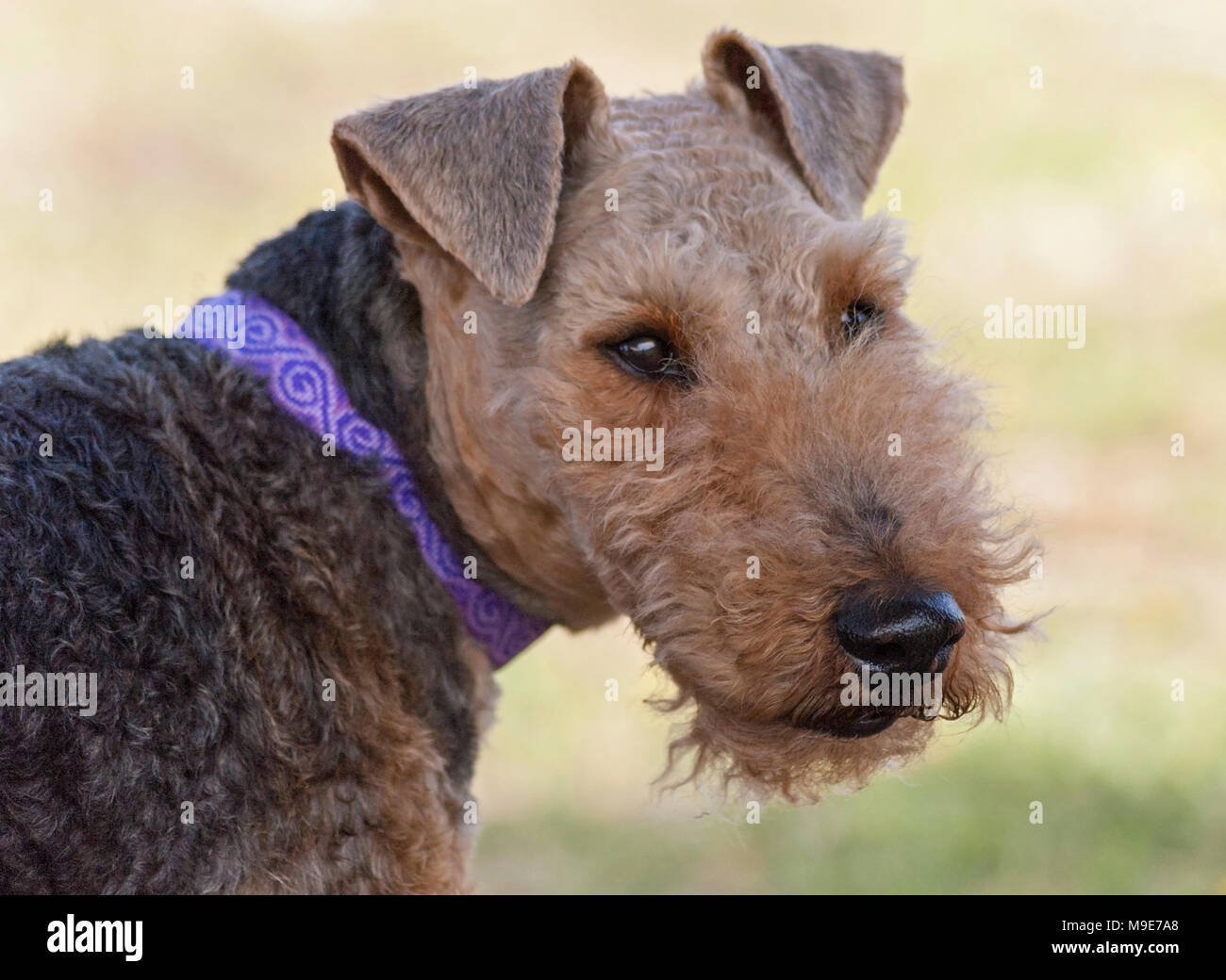 Welsh terrier hi-res stock photography and images - Alamy