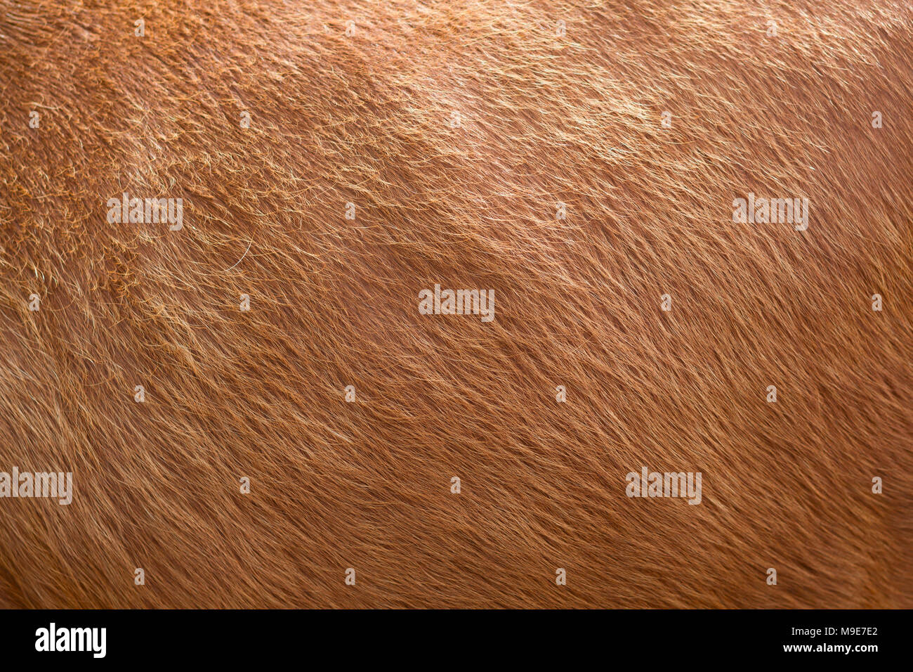 Calf leather texture hi-res stock photography and images - Alamy