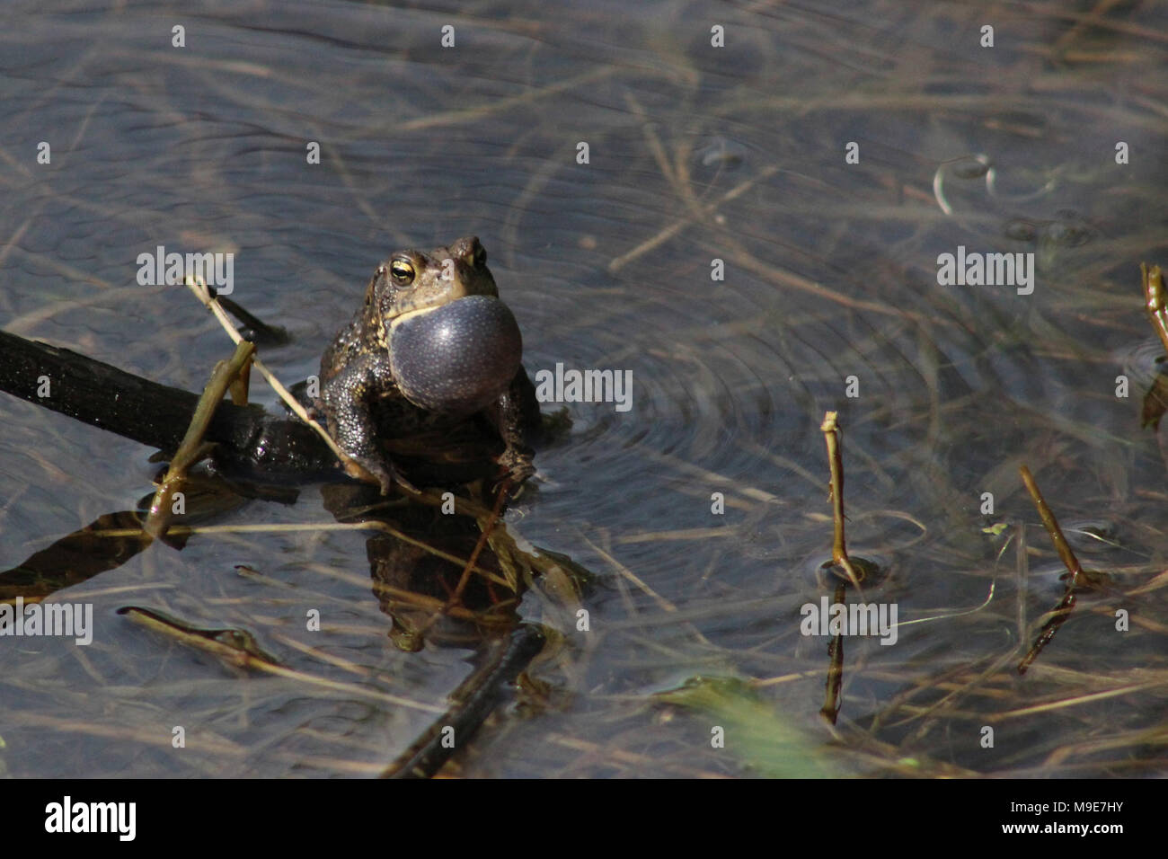 American Toad Calling Stock Photo - Alamy