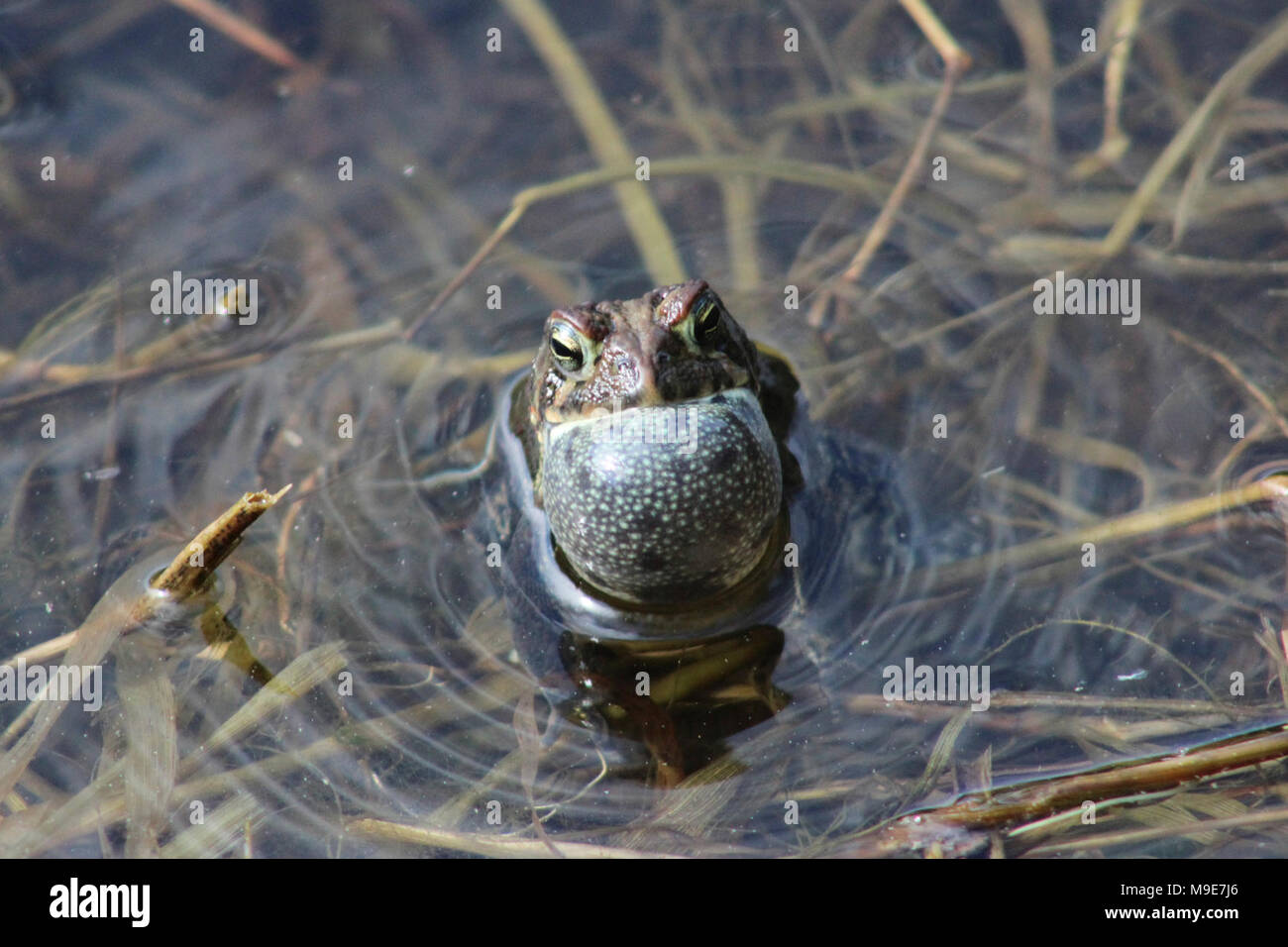 American Toad Calling Stock Photo - Alamy