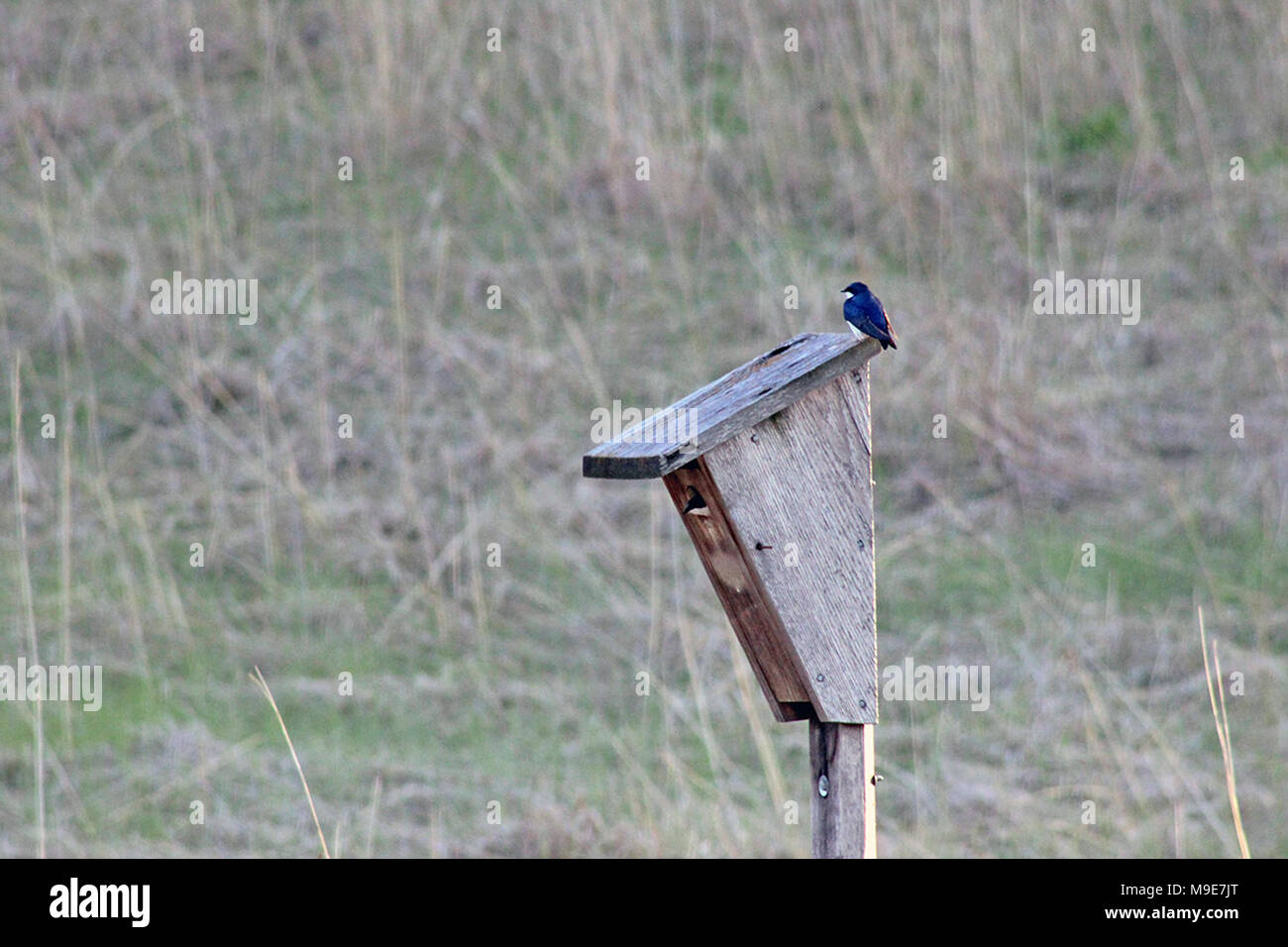 Tree Swallows Using a Nest Box Stock Photo - Alamy